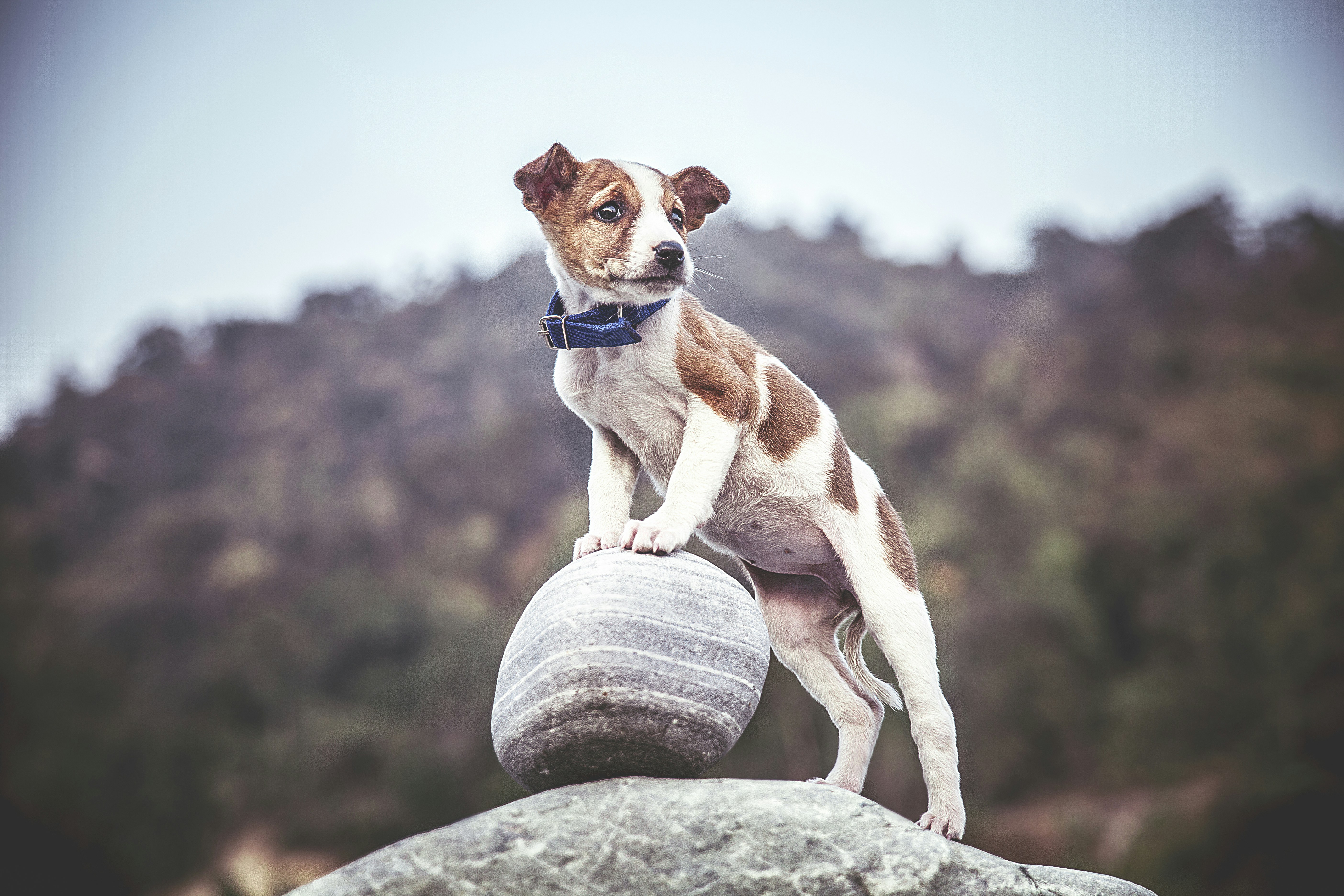Stone Orb Balance: A Jack Russell Terrier on a Weathered Dome