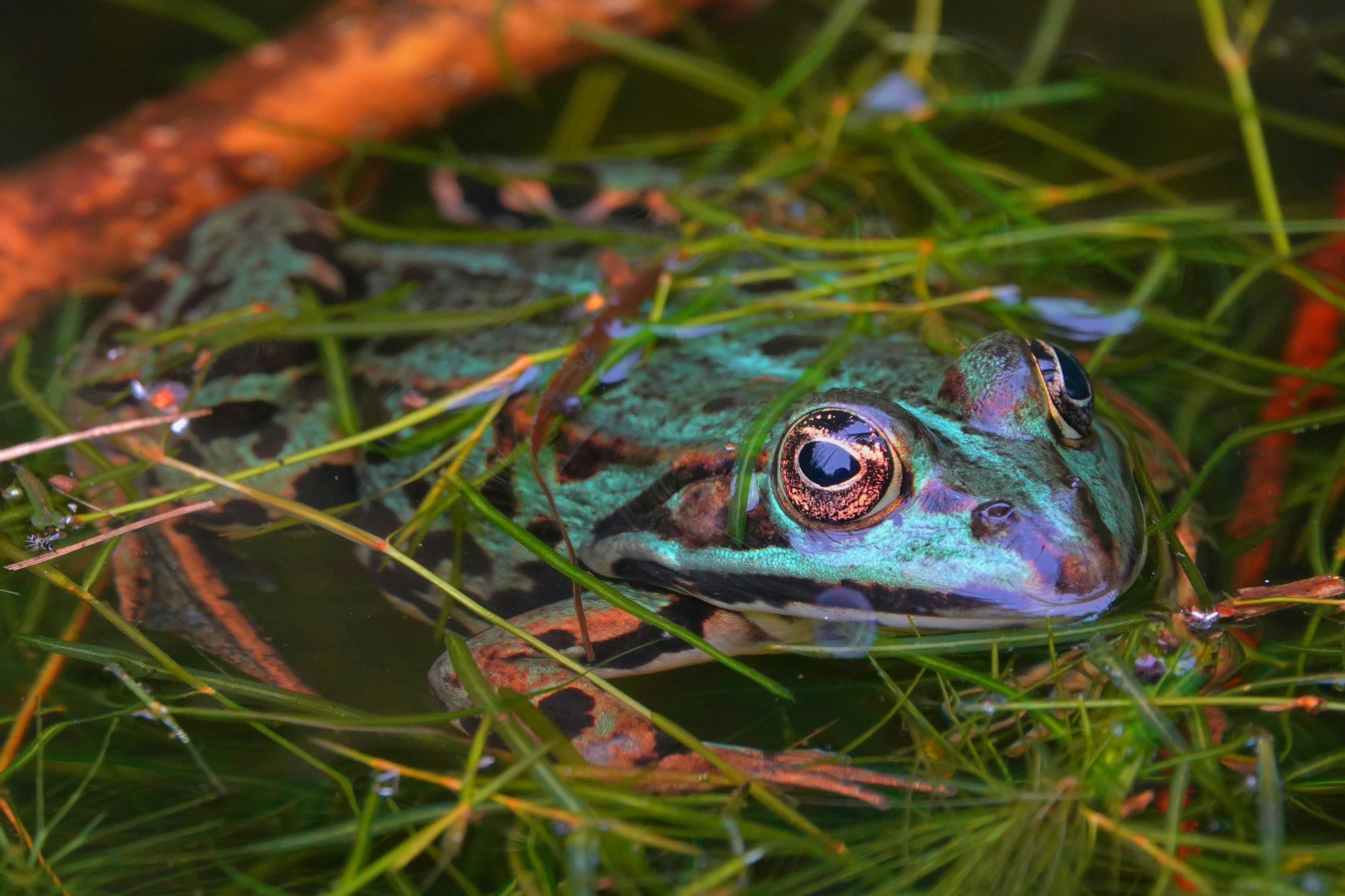 Emerald-Eyed Frog Peering Through Wet Grass