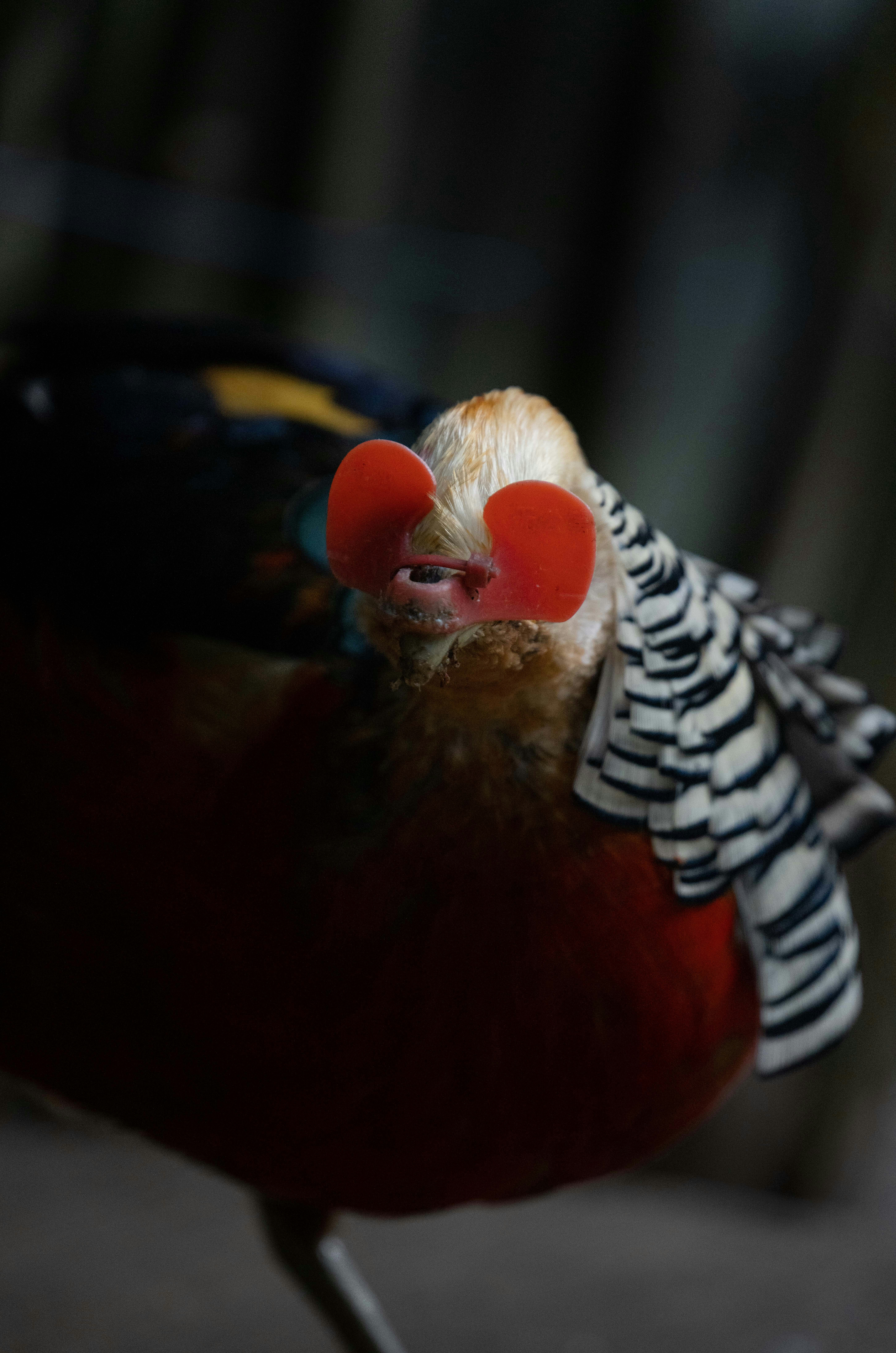 Neon Wattle Portrait: Close-Up of a Zebra-Winged Parrot