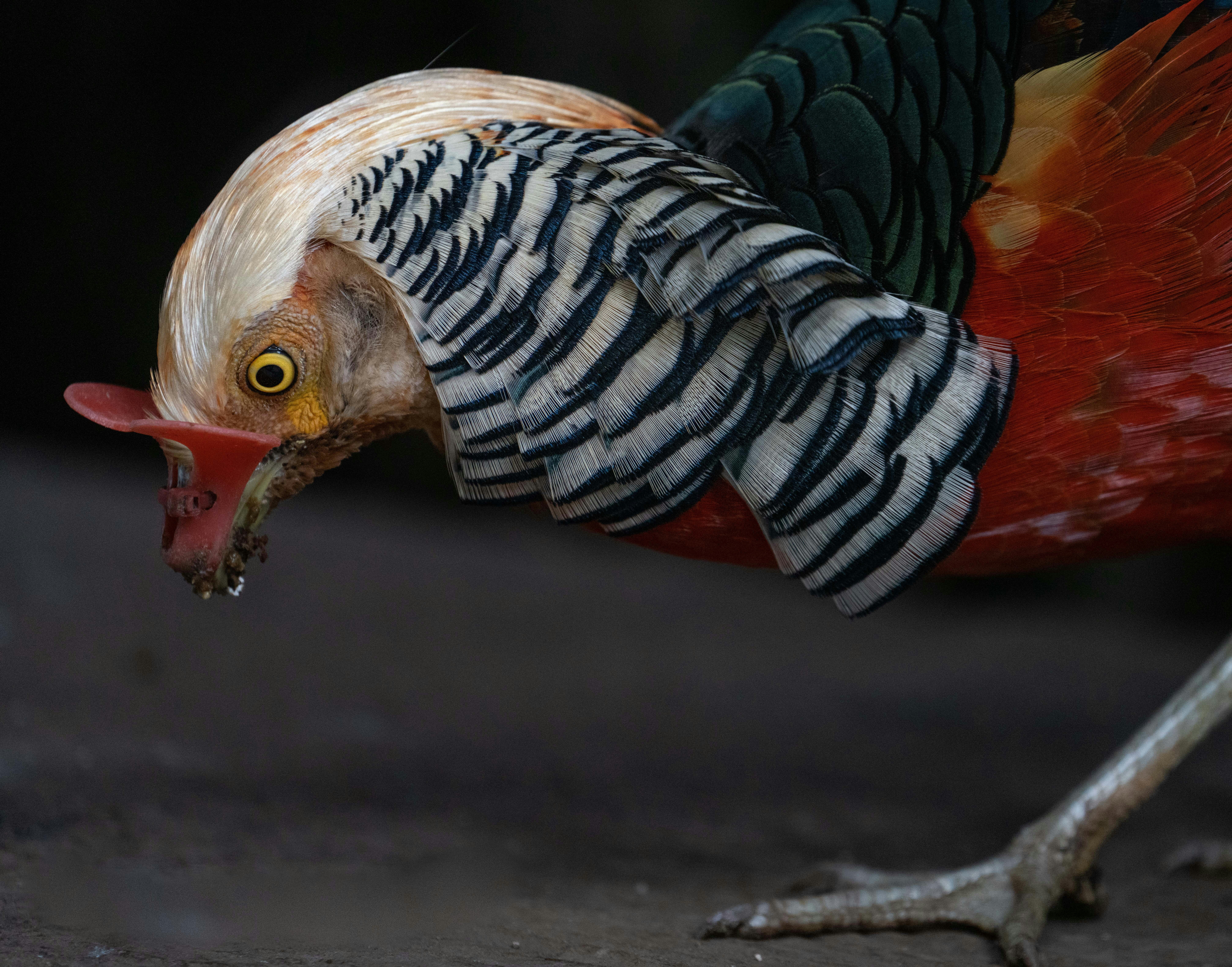 Striped Stare at Muddy Edge: a Pheasant in Ground-Level Focus