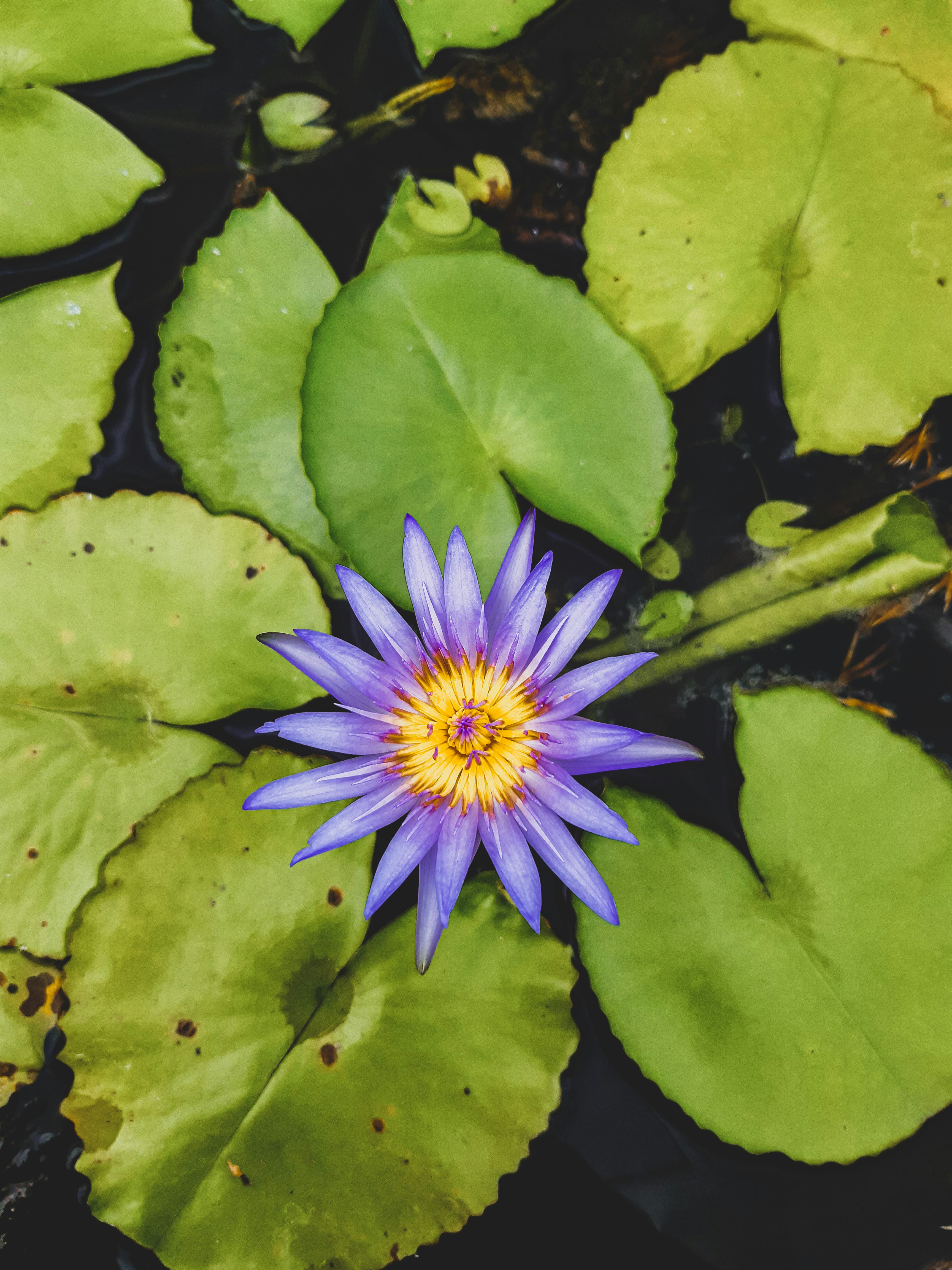 Photograph of a purple water lily with a bright yellow center, surrounded by green lily pads on dark water.
