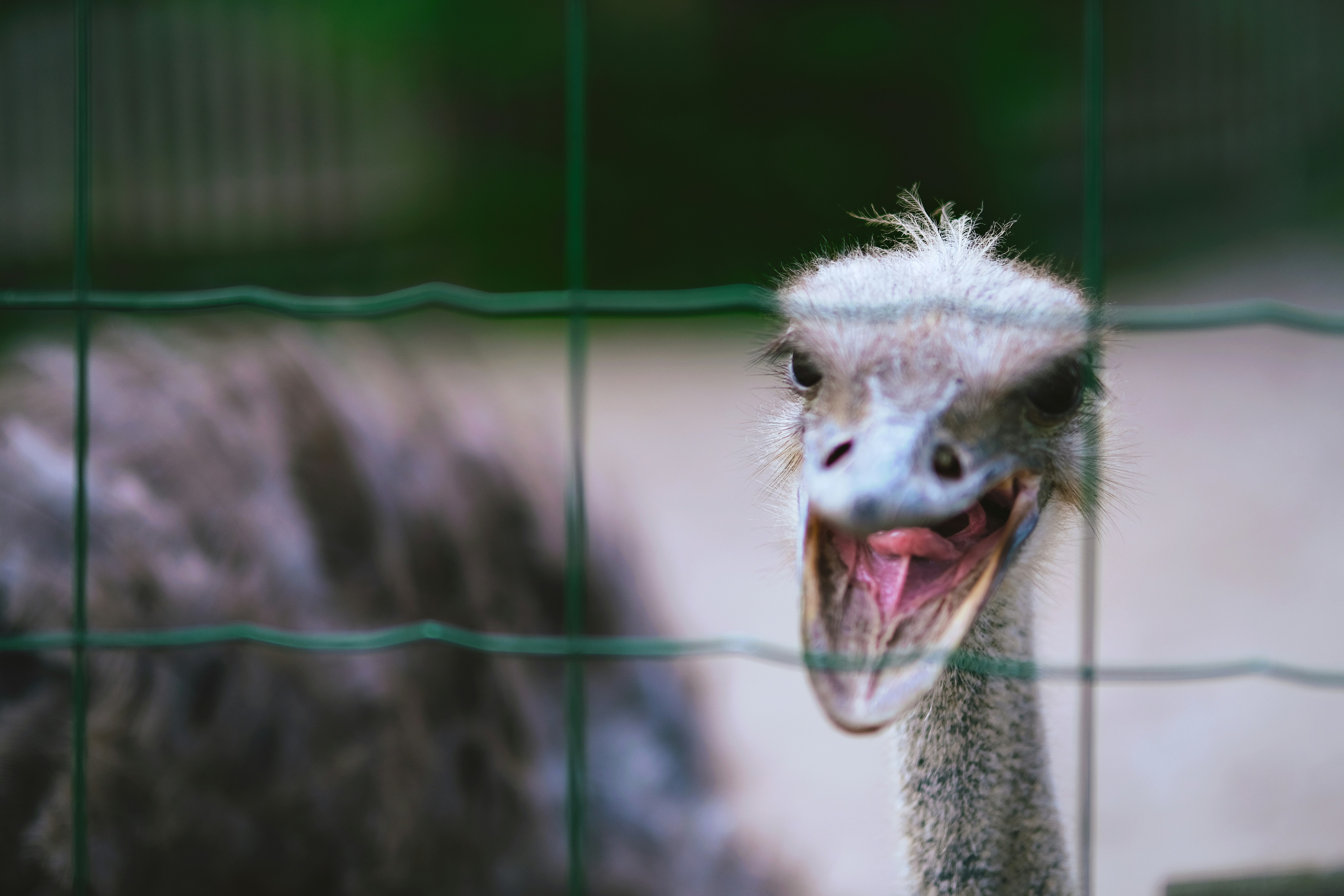 Gray ostrich in tilt shift lens photo – Free Animals Image on Unsplash