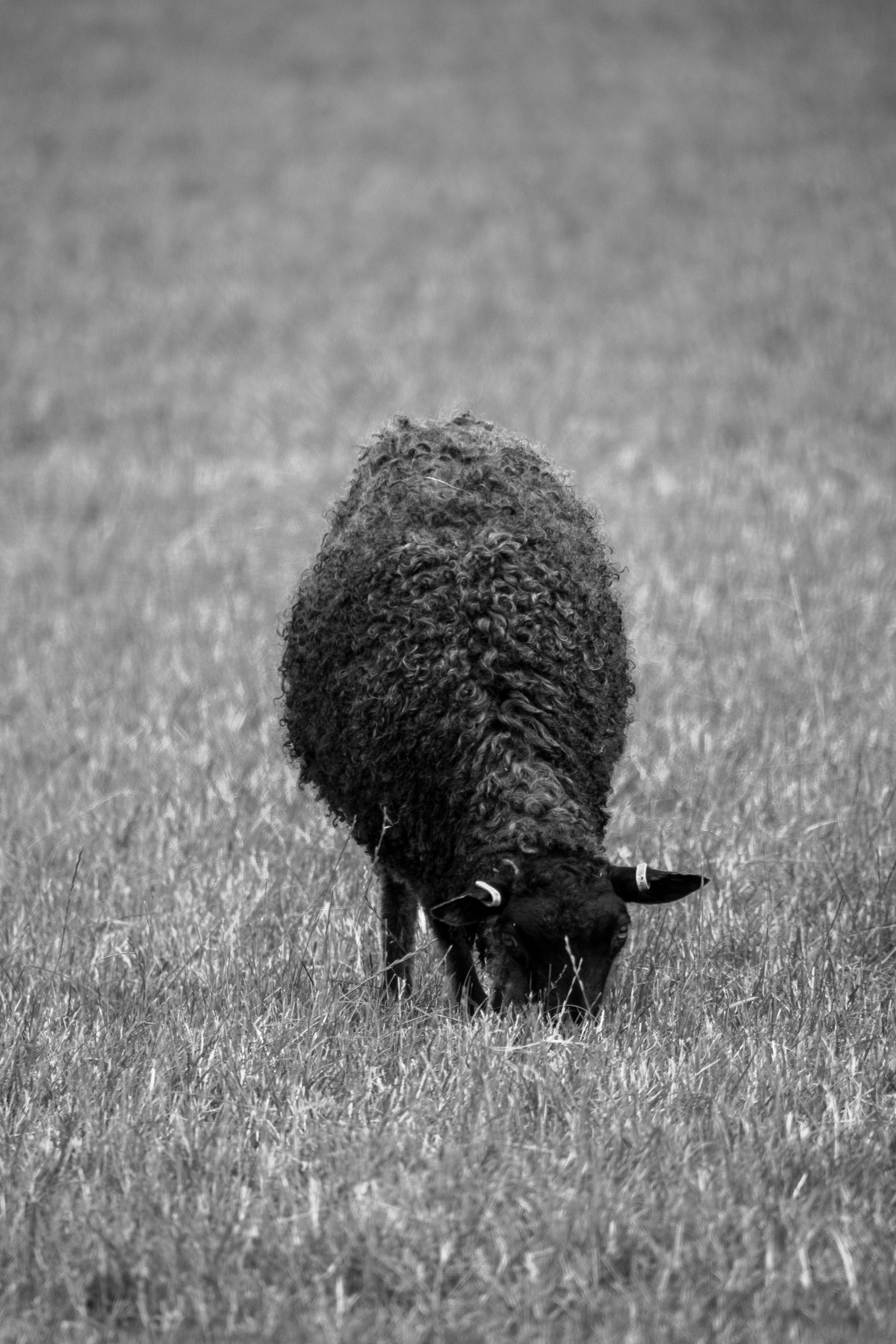 Monochrome Grazing: A Black Sheep in the Meadow