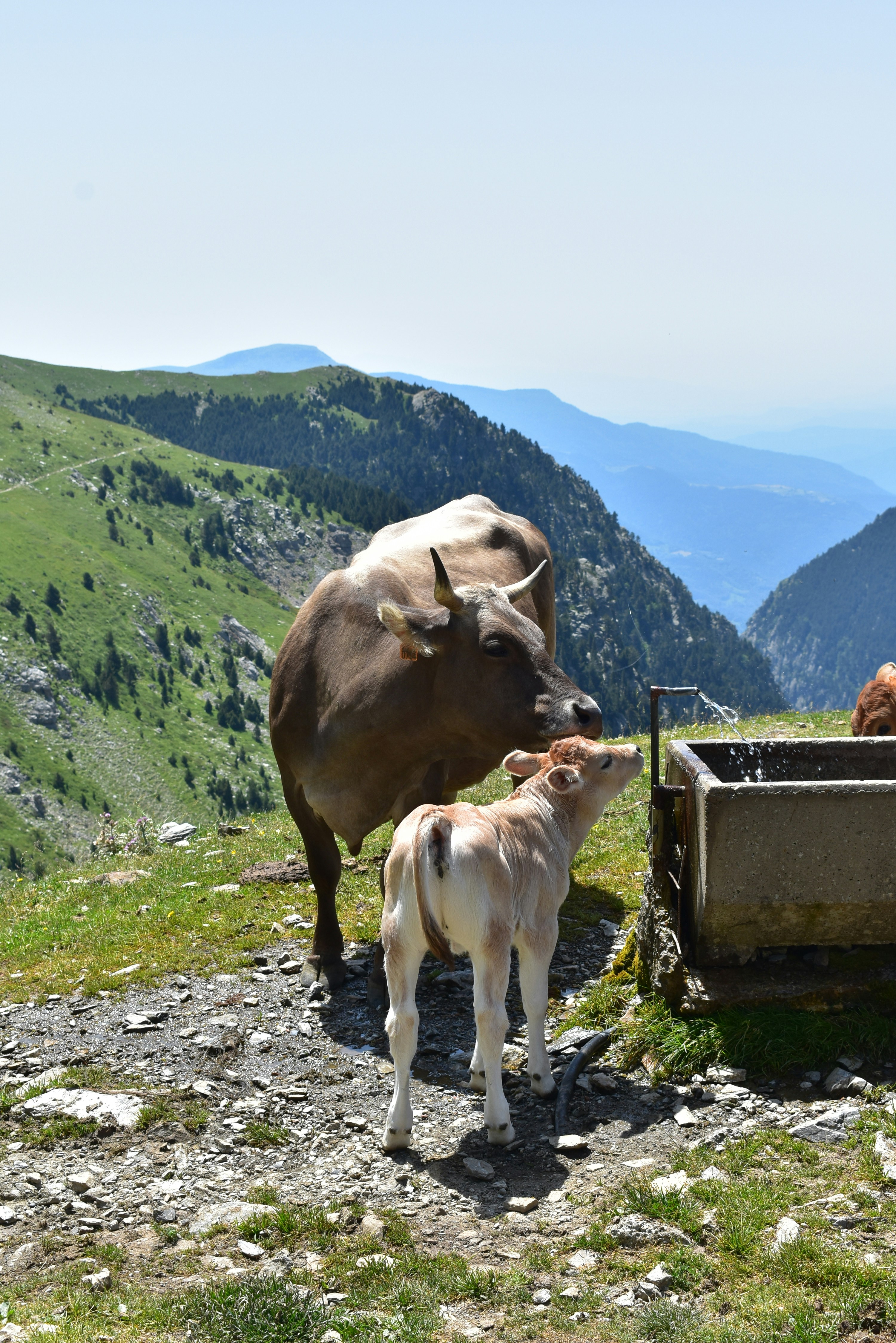 Mountain Courtship: Cow and Calf Amid Alpine Light
