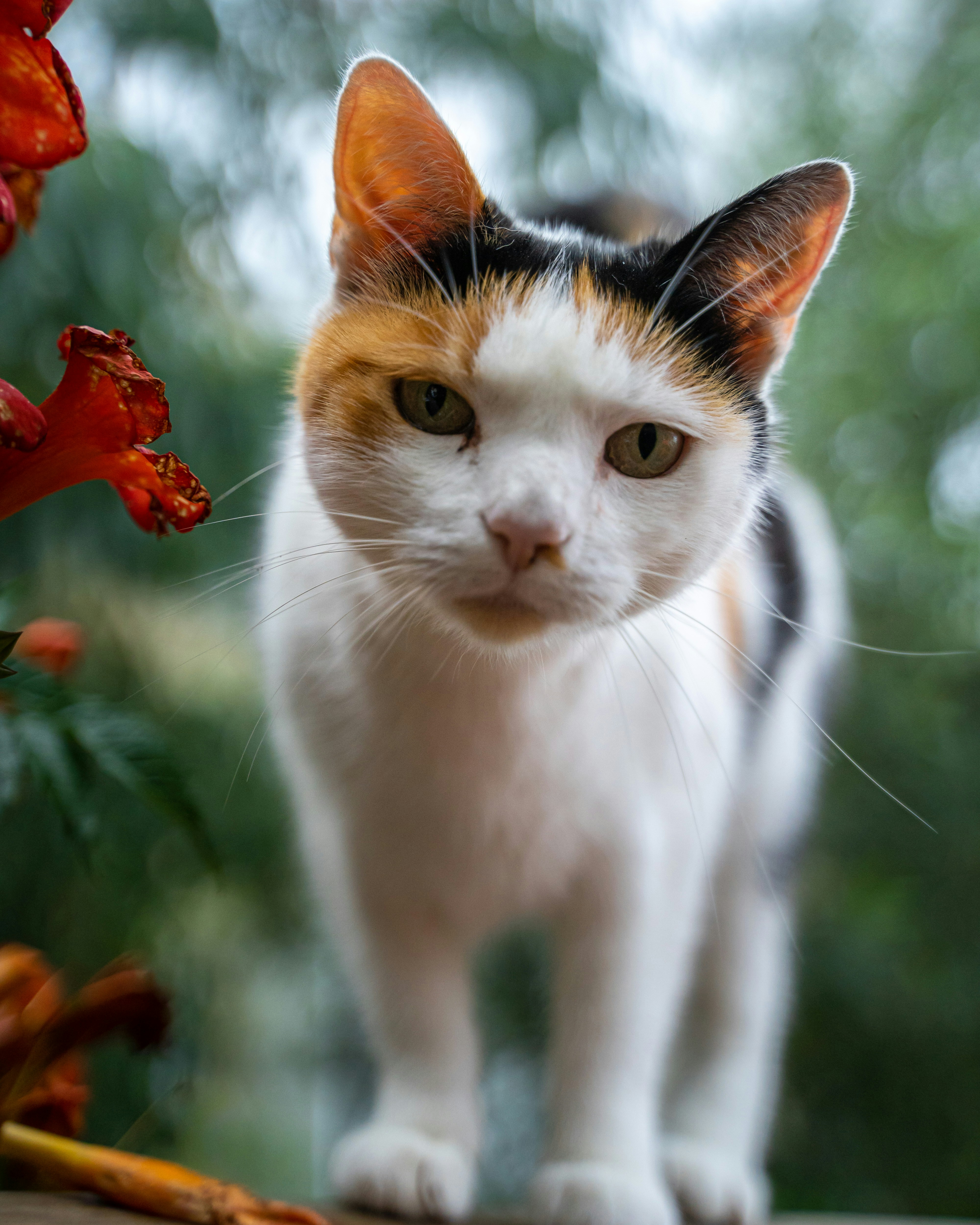 Calico Gaze in a Garden: A Close-Up Portrait Amid Red Blooms