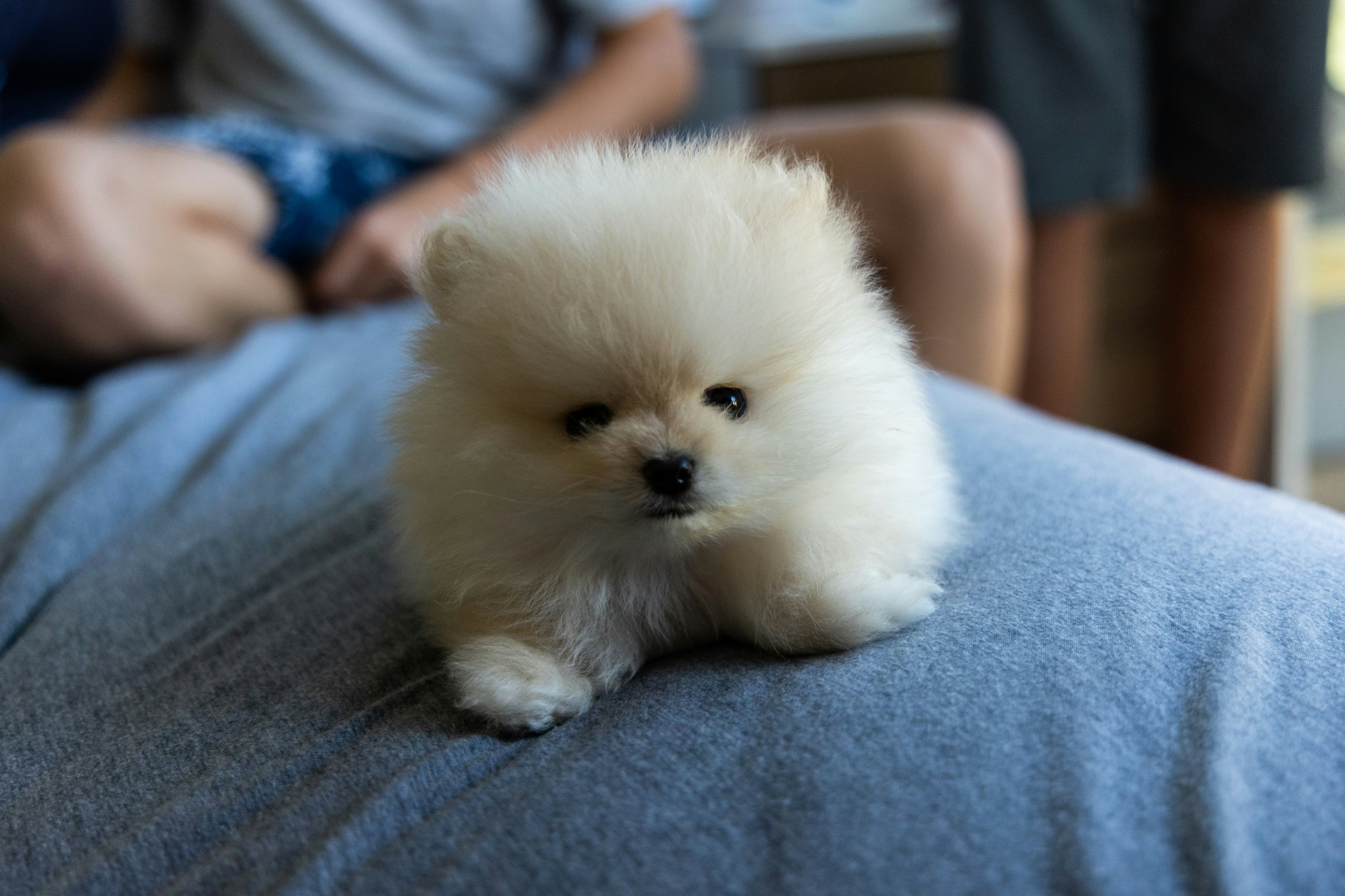 Adorable Pomeranian puppy lounging on a soft gray blanket, surrounded by a cozy indoor setting.