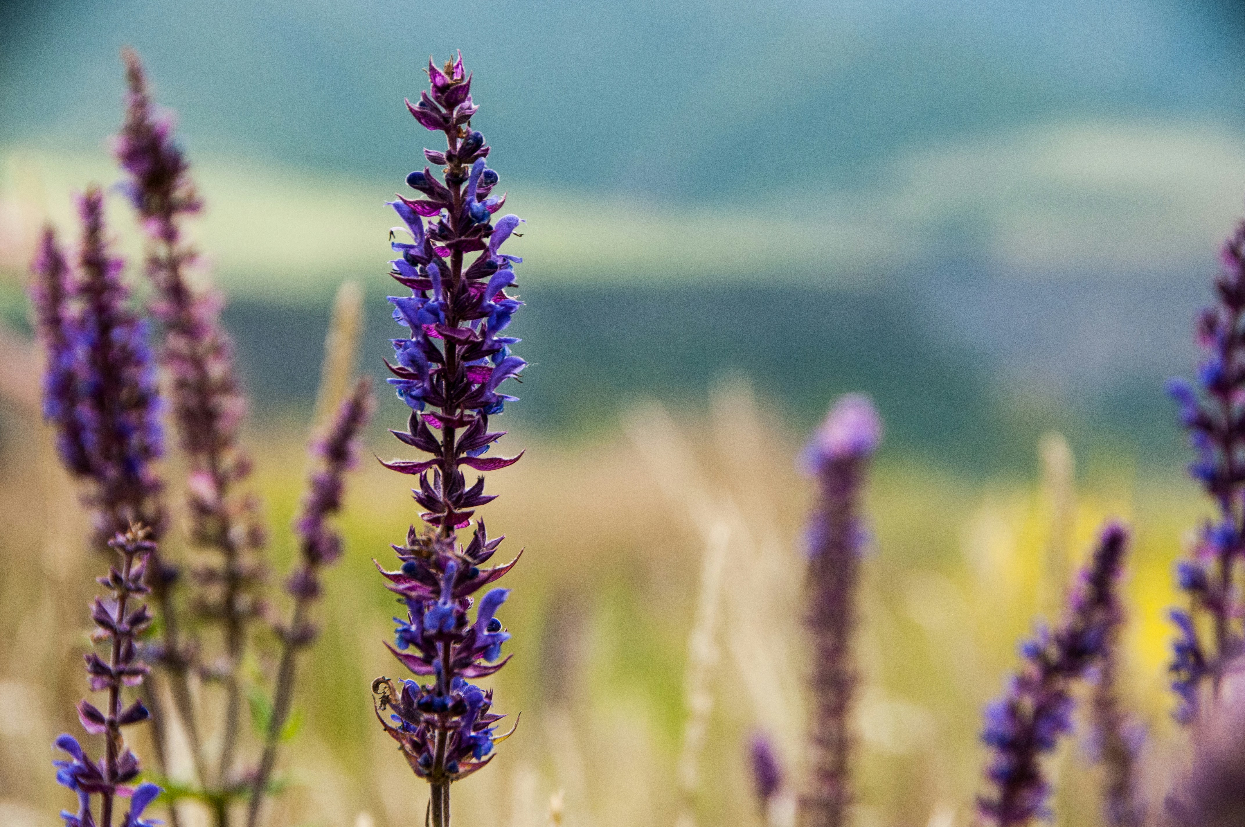 Crisp Lavender Spike Anchored in a Dreamy Meadow Blur