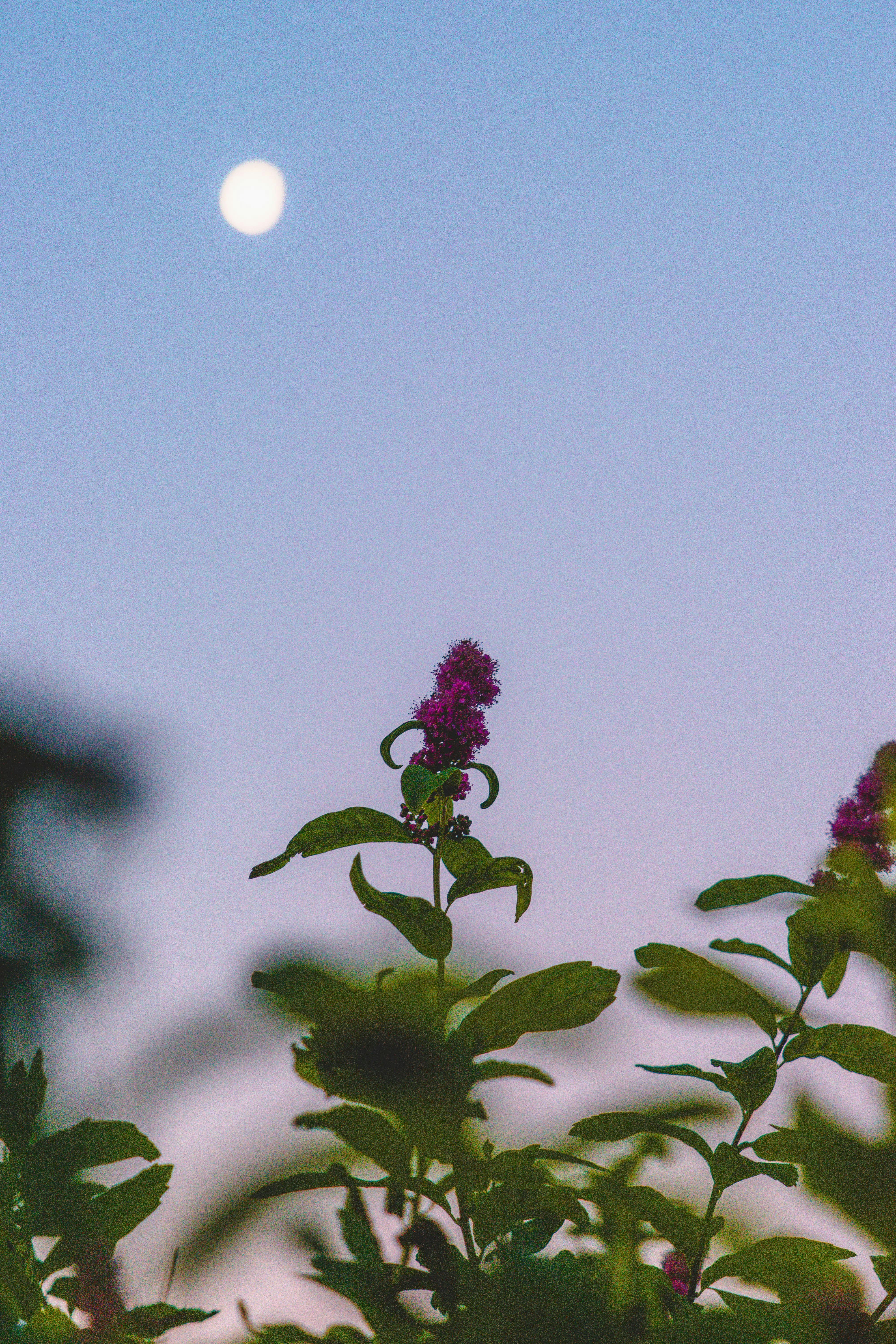 Delicate purple flowers stand tall against a pastel sky, with a crescent moon softly illuminating the scene.