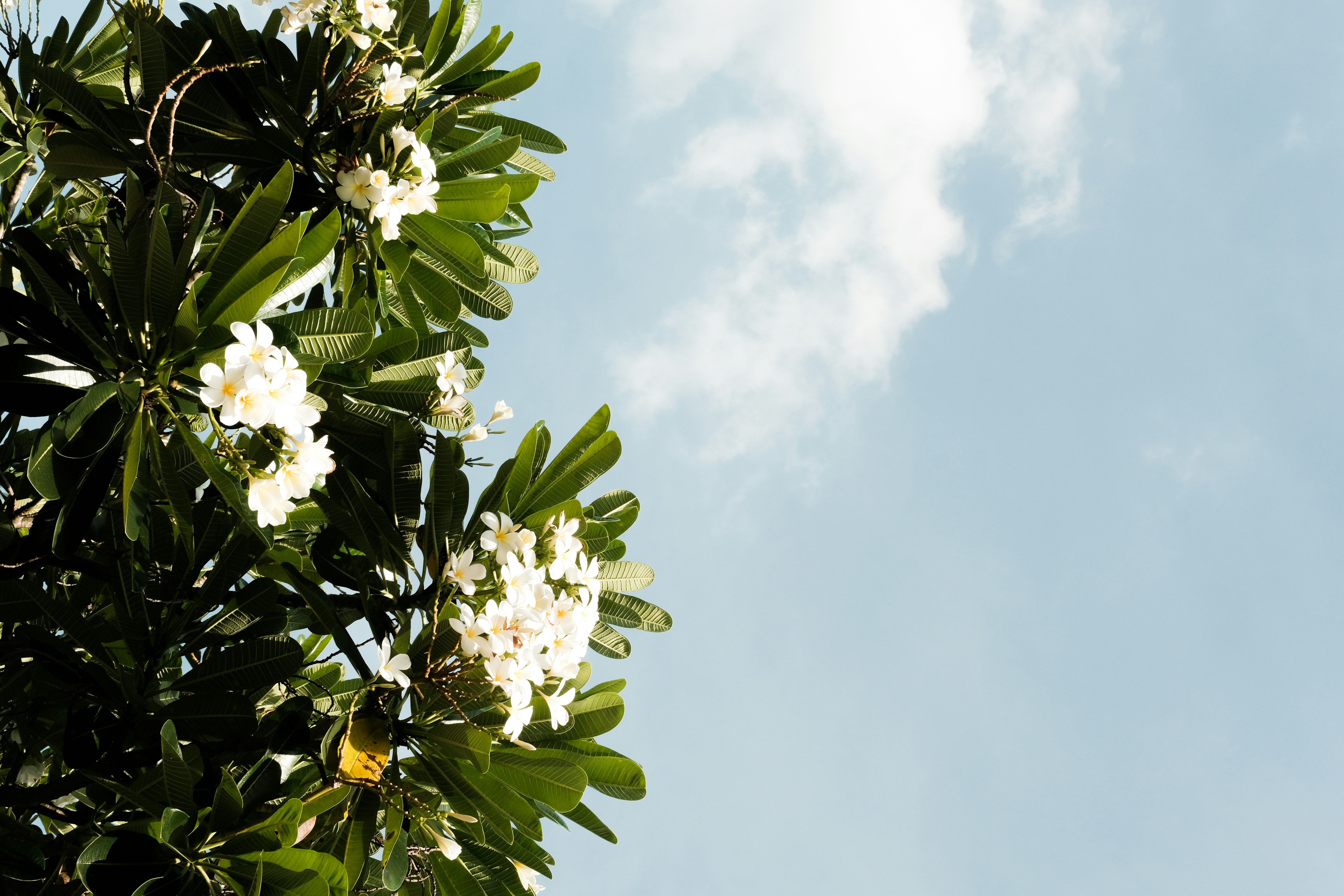 White blossoms against a clear blue sky