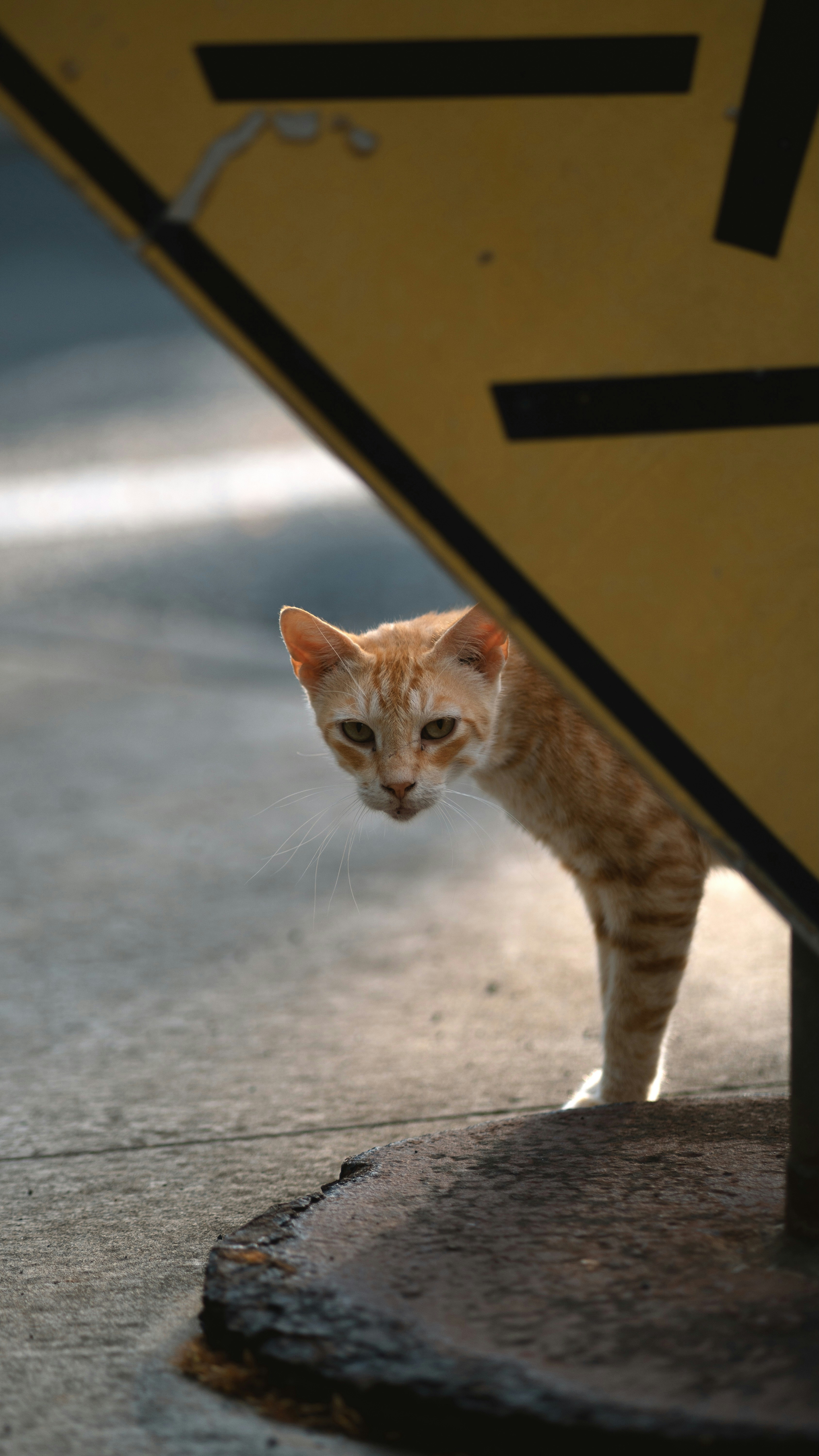 Under the Hazard Sign: A Ginger Cat's Quiet Curiosity