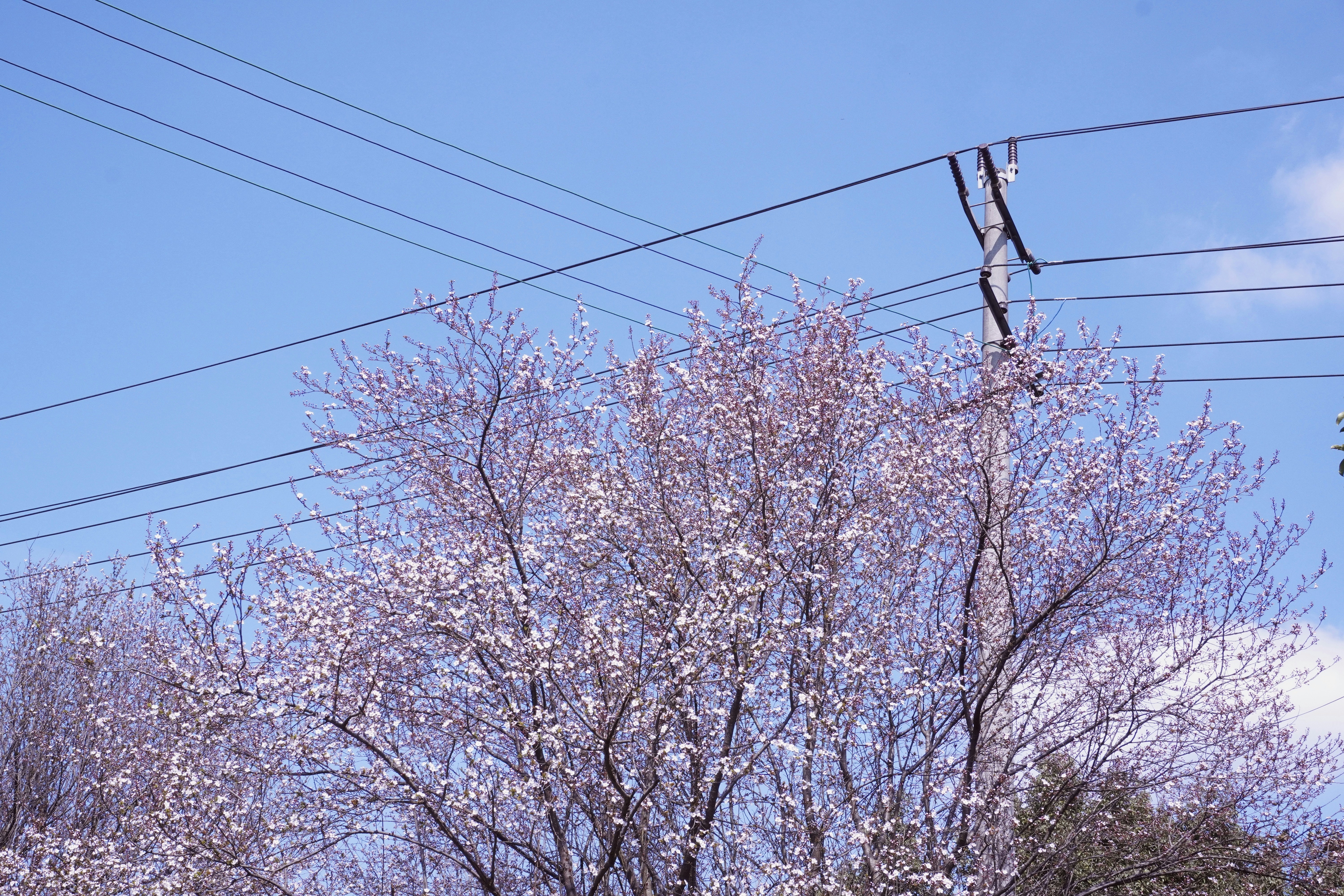 Cherry blossom tree adorned with delicate pink flowers against a bright blue sky, interspersed with utility lines.