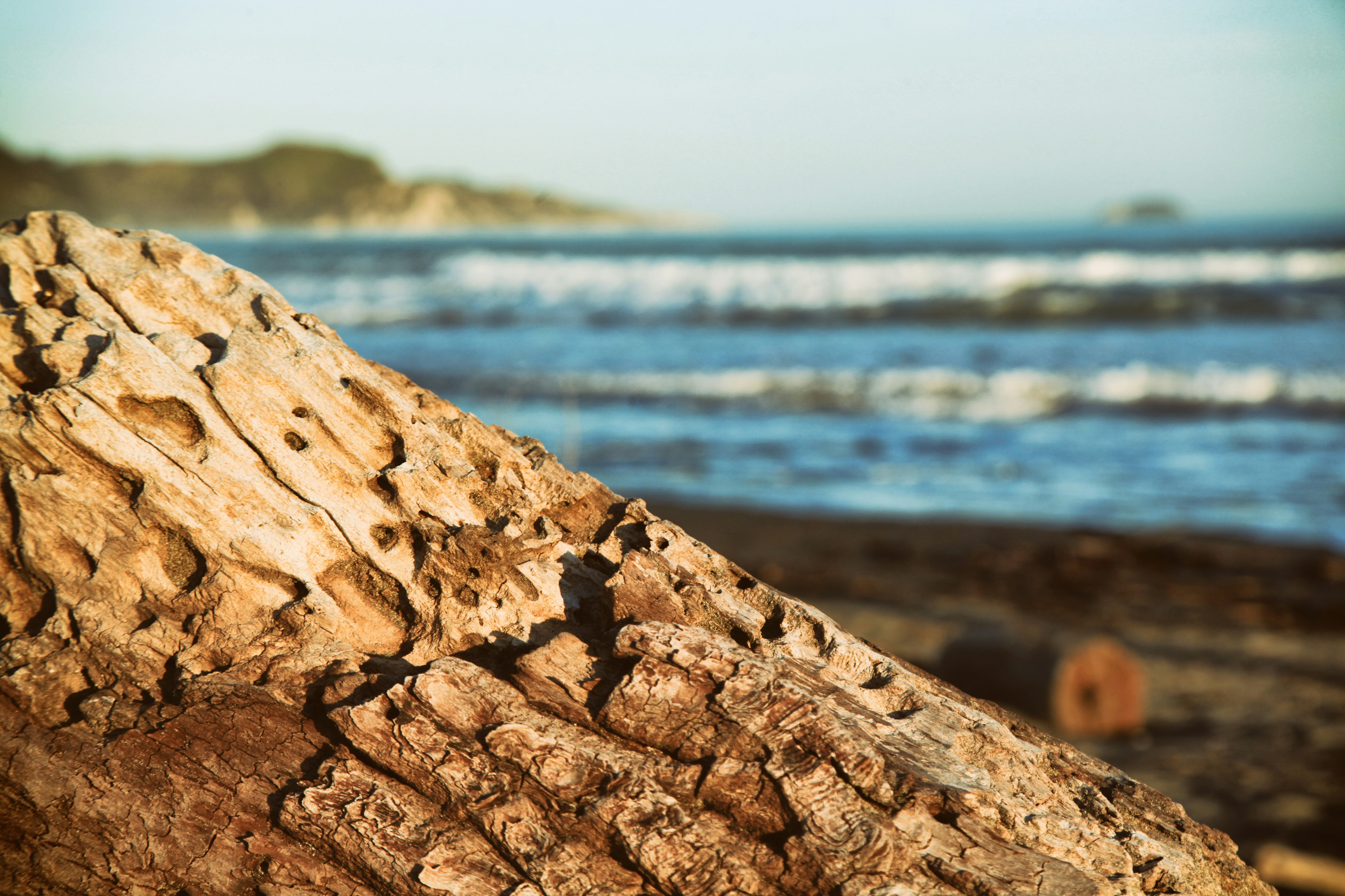 Coastal Driftwood Chronicles