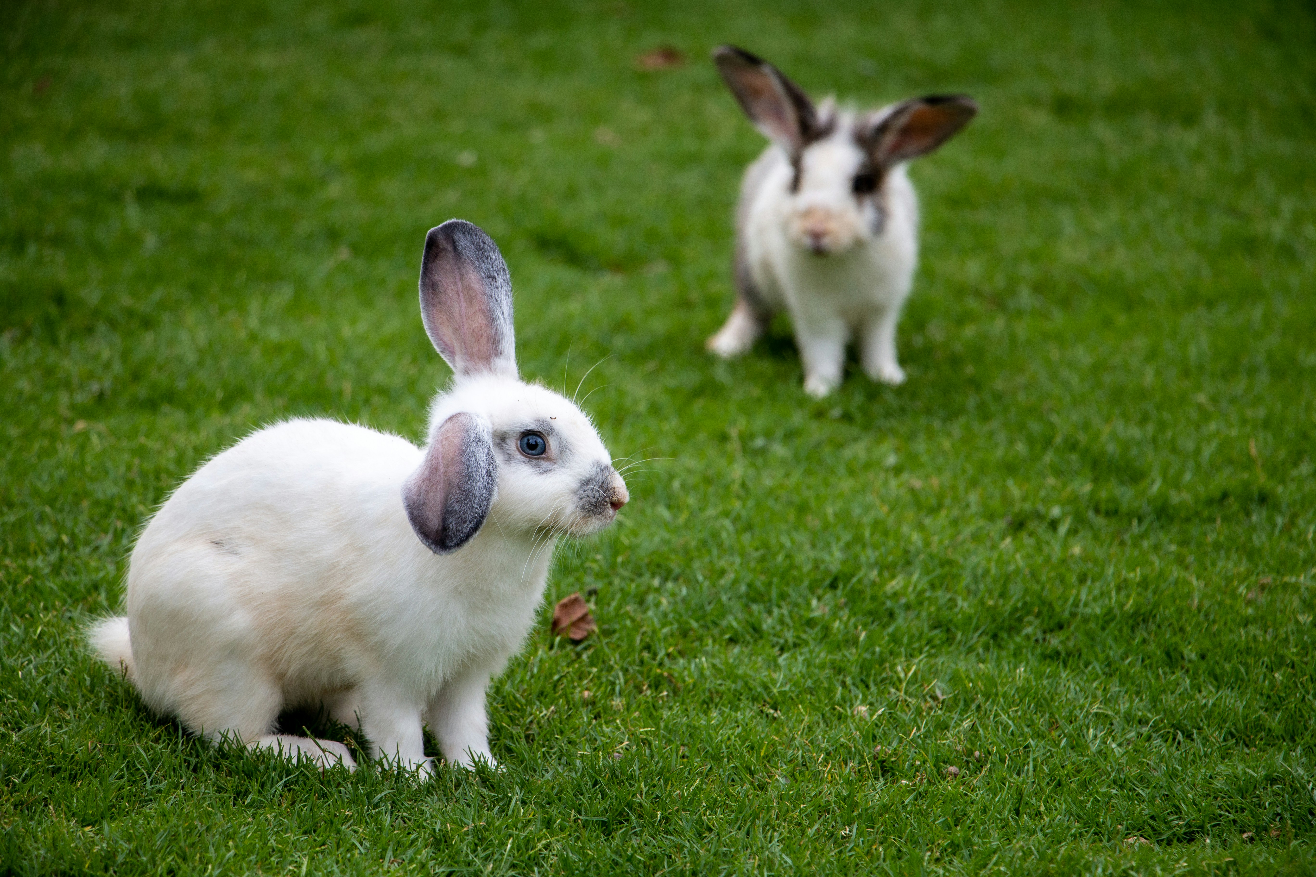White and brown rabbit on green grass field during daytime photo – Free ...