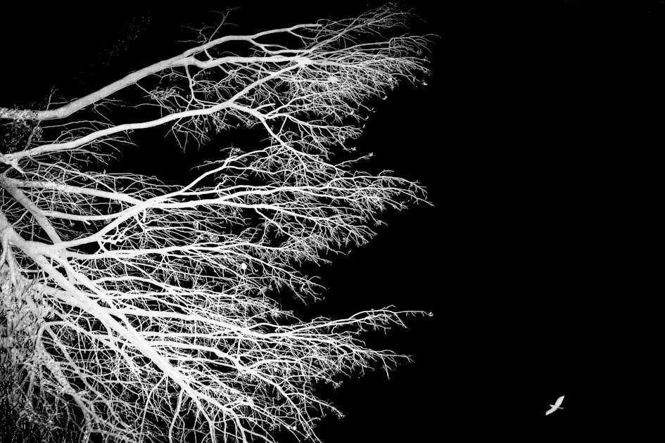 Dynamic Vector Art Collections | vectorstock