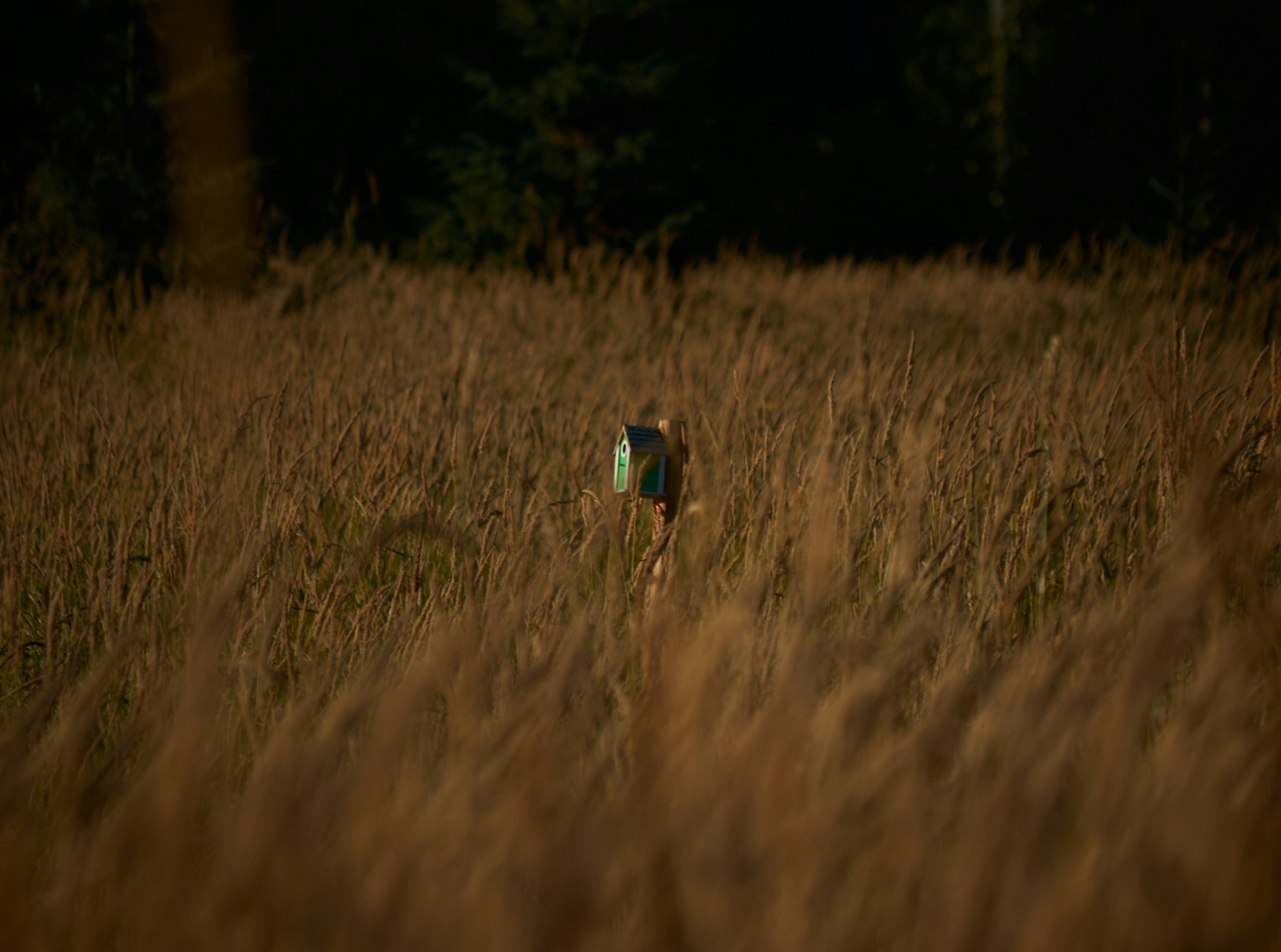 Twilight Sentinel: A solitary mailbox in an amber field