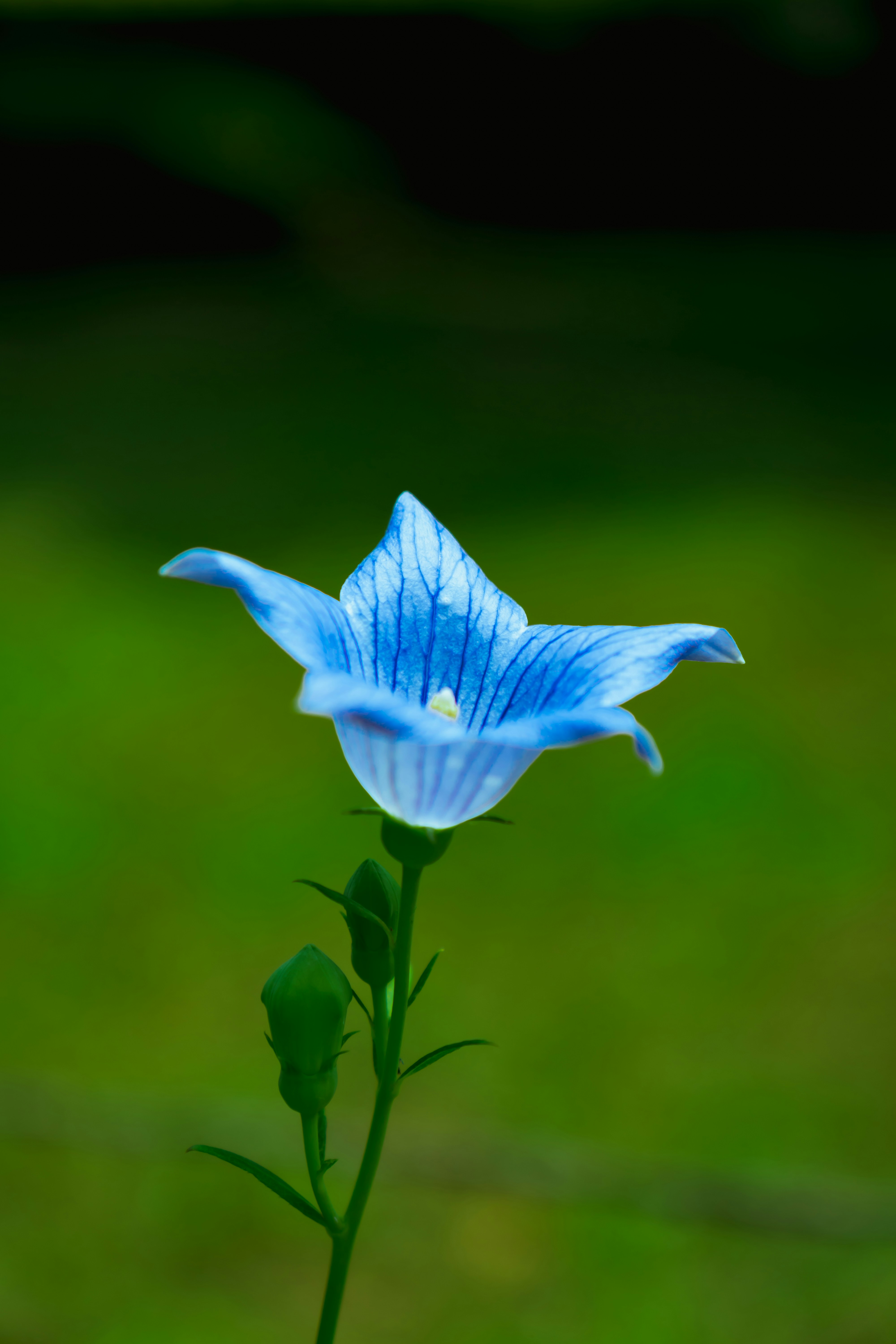 Azure Bloom Stands Tall in a Quiet Green Field