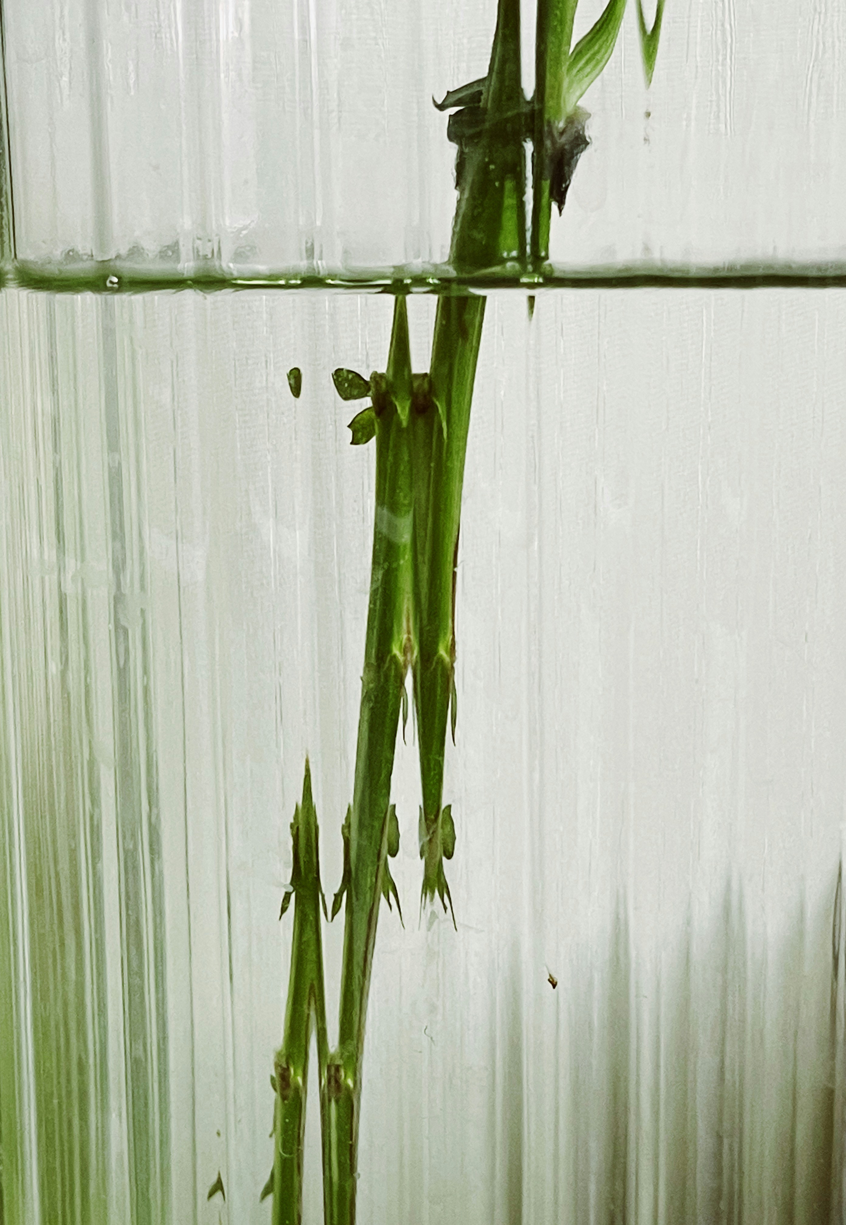 Verdant Stems Framed by a Mint-Glass Panel