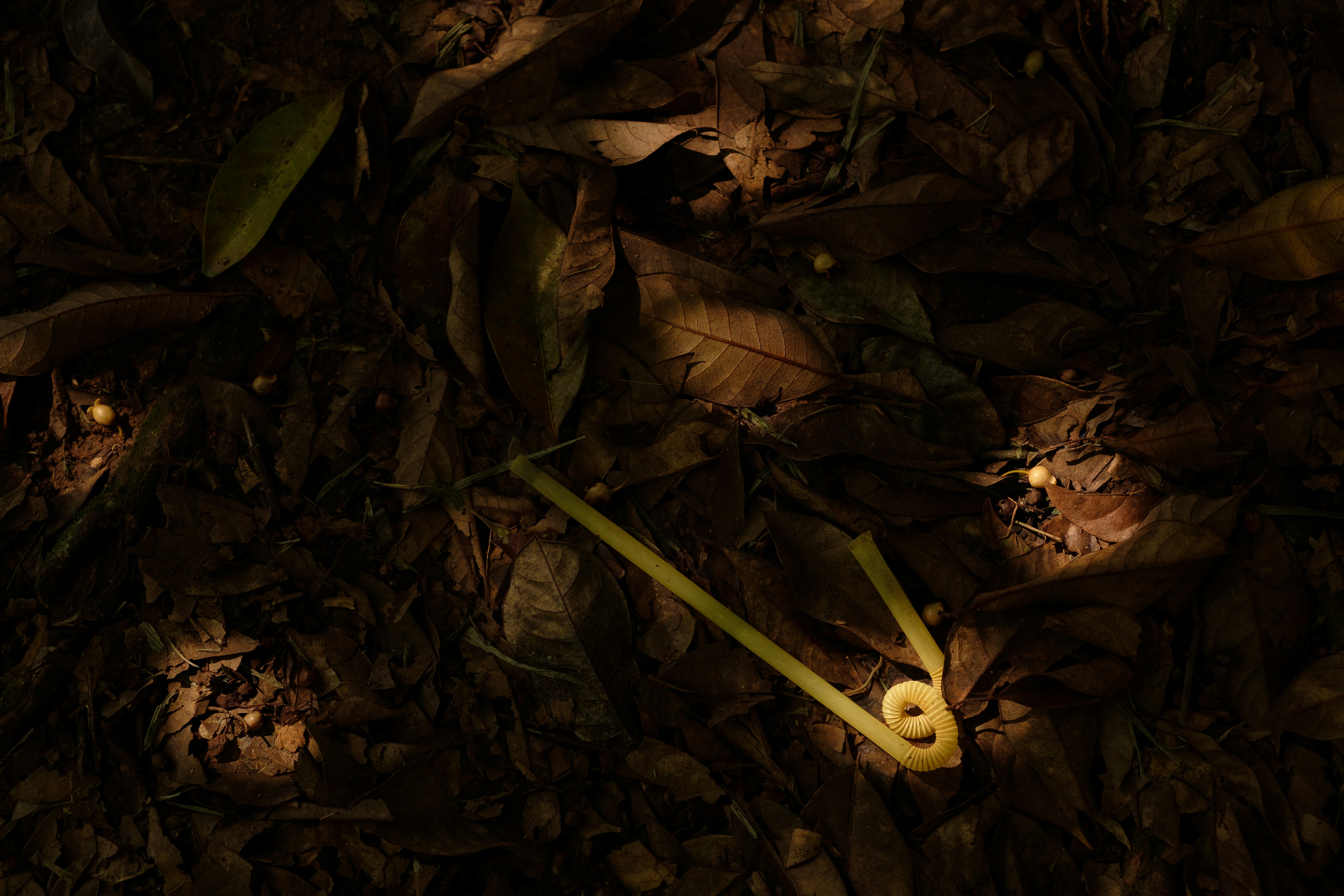 A curled yellow leaf lies among a bed of brown foliage, illuminated by soft patches of light filtering through the canopy.