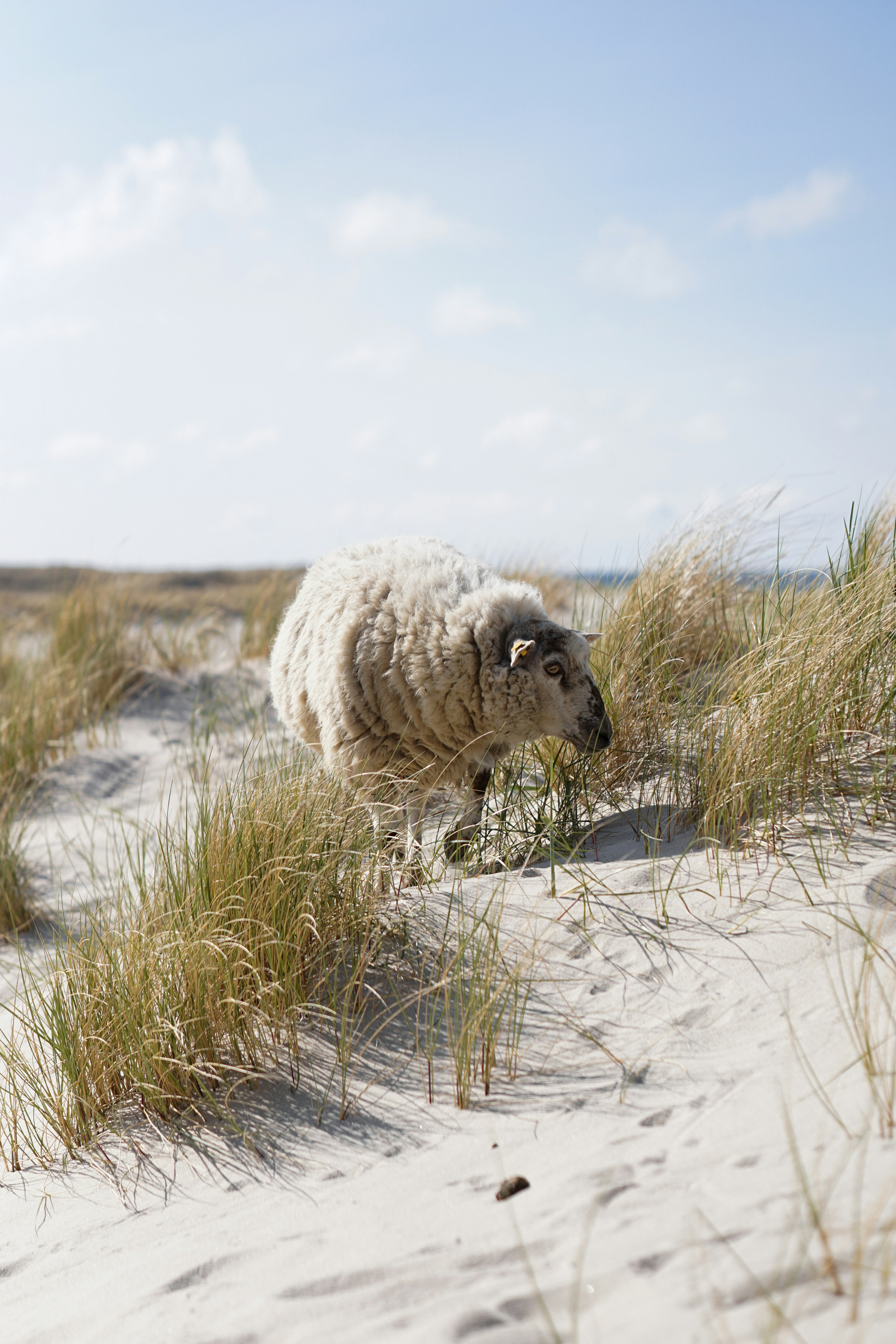 A sheep grazing among tall grasses on a sandy beach under a clear blue sky.