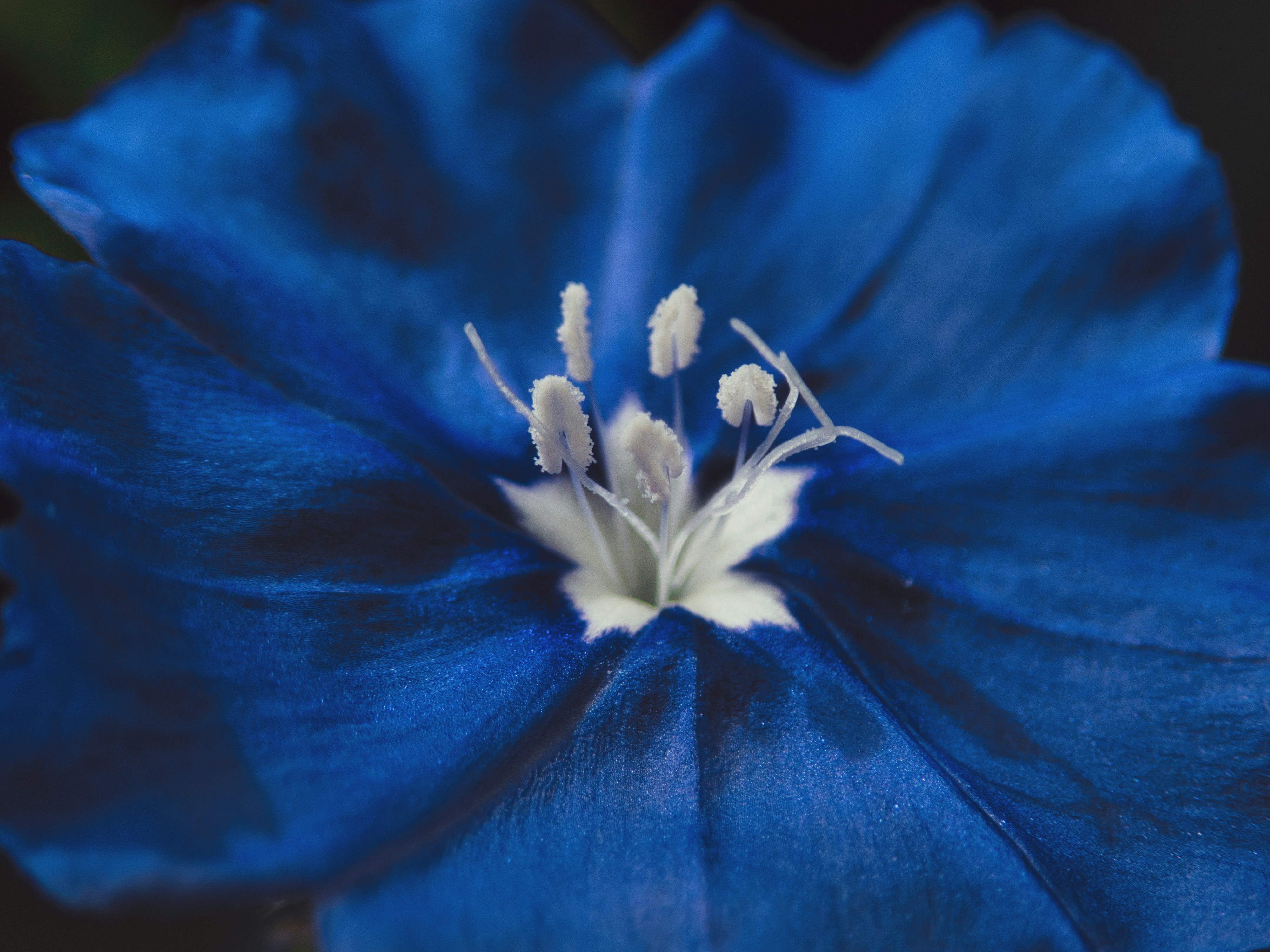 blue and white flower in macro shot
