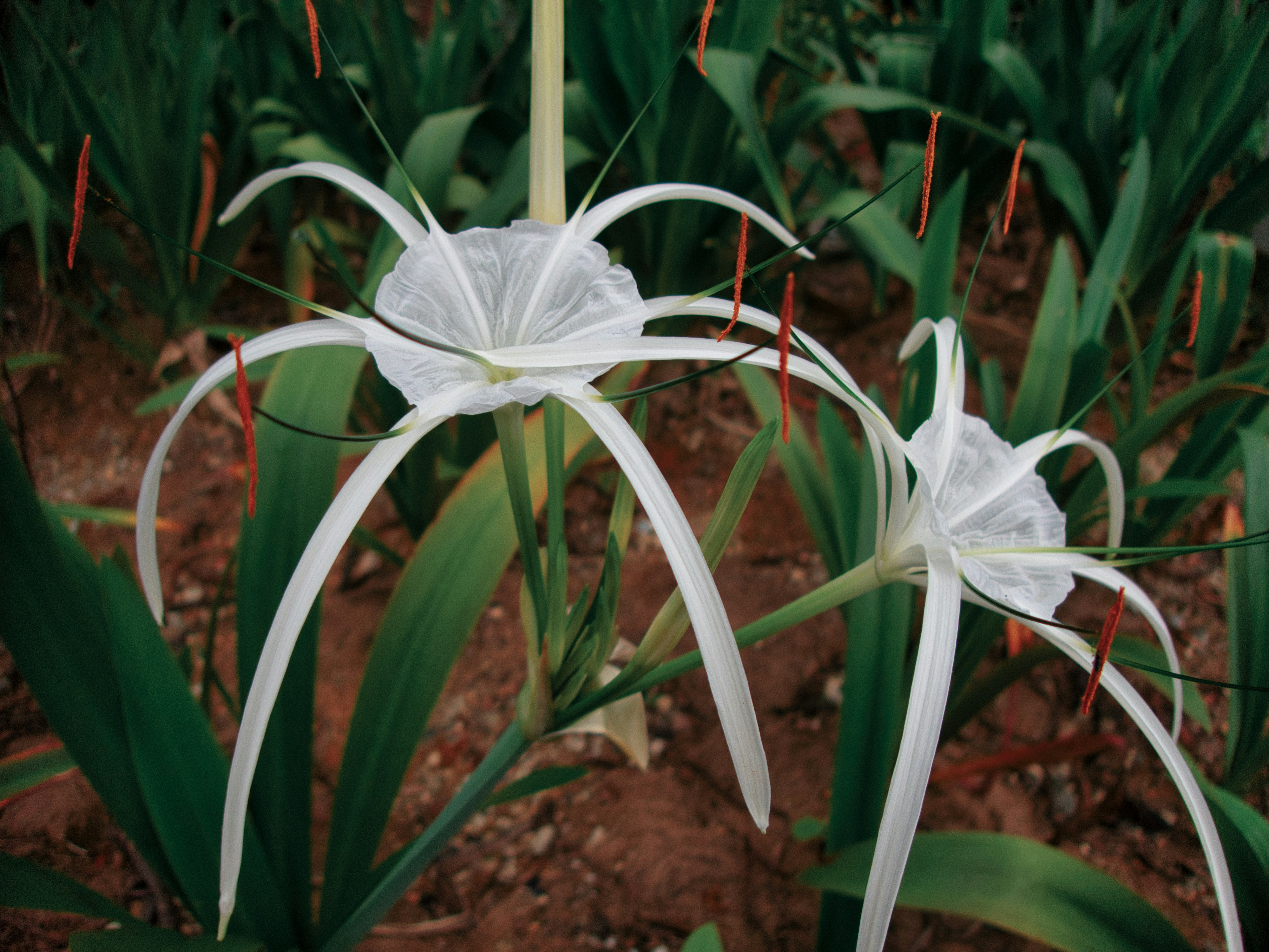 White Spider Lilies Reach Across a Garden Bed