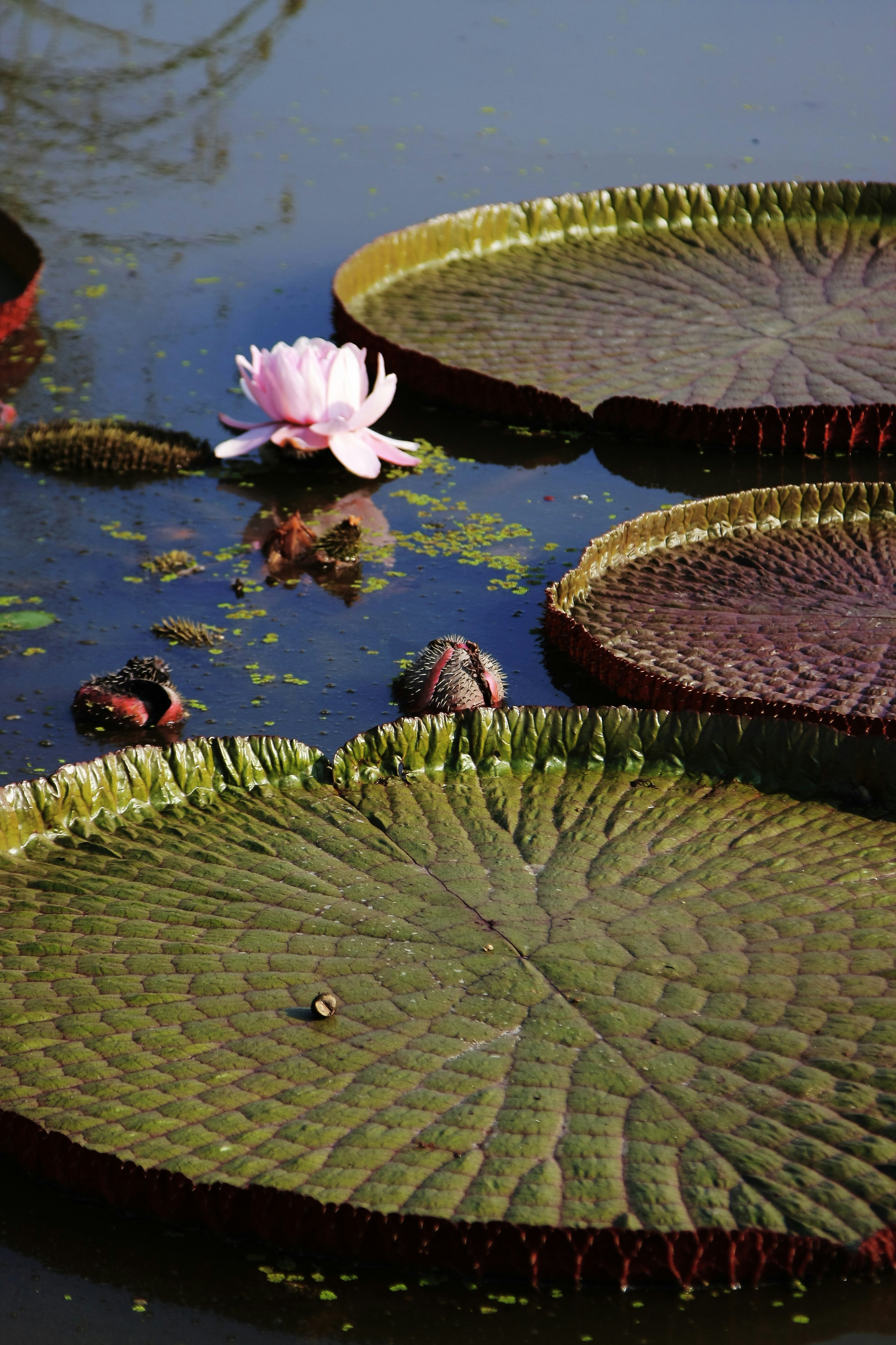 A delicate pink lotus flower rises above expansive green lily pads in a tranquil water setting.