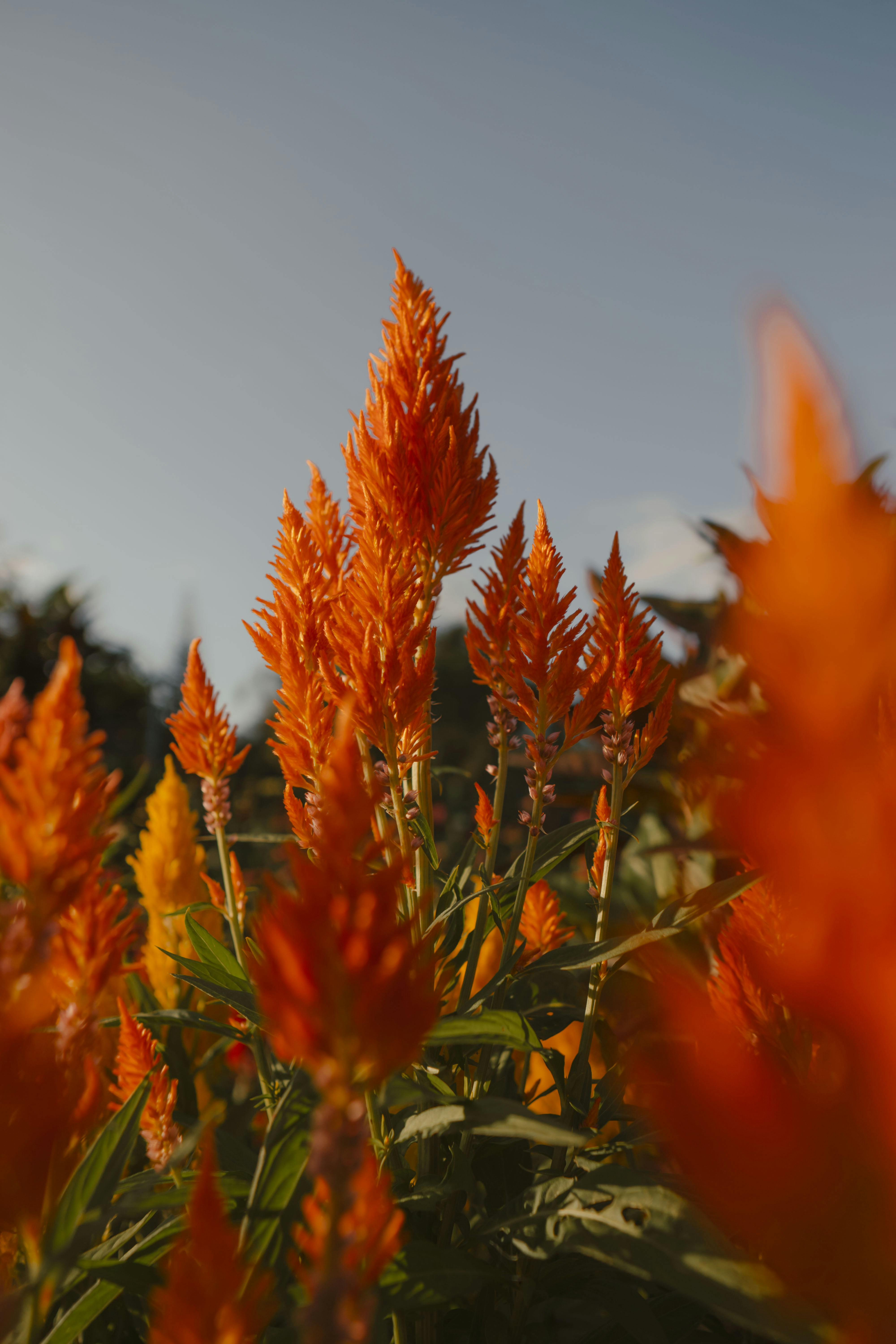 Flame-Feathered Celosia: A Sunlit Close-Up