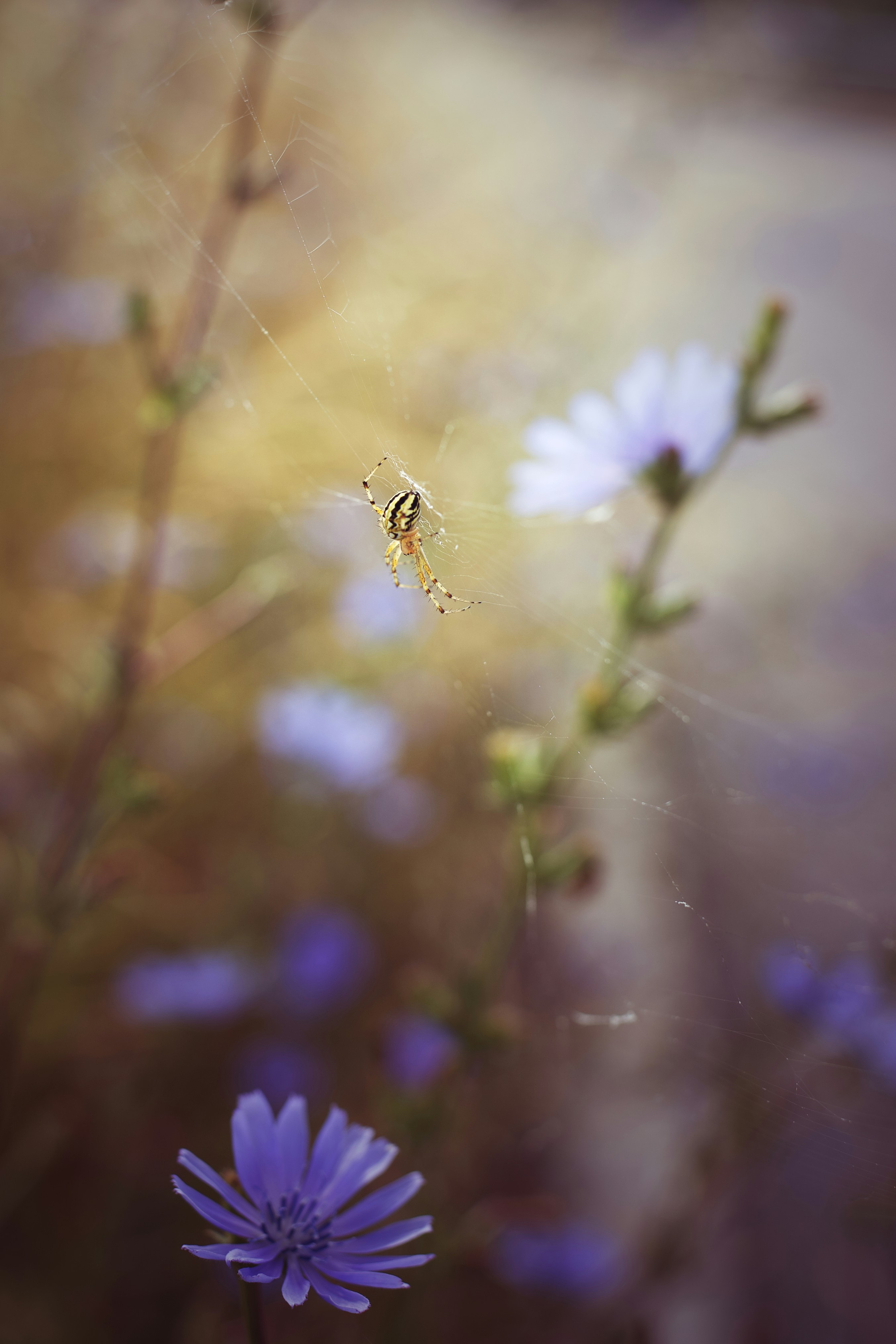 Mid‑Air Anchor: a delicate spider in a dew-kissed web among wildflowers