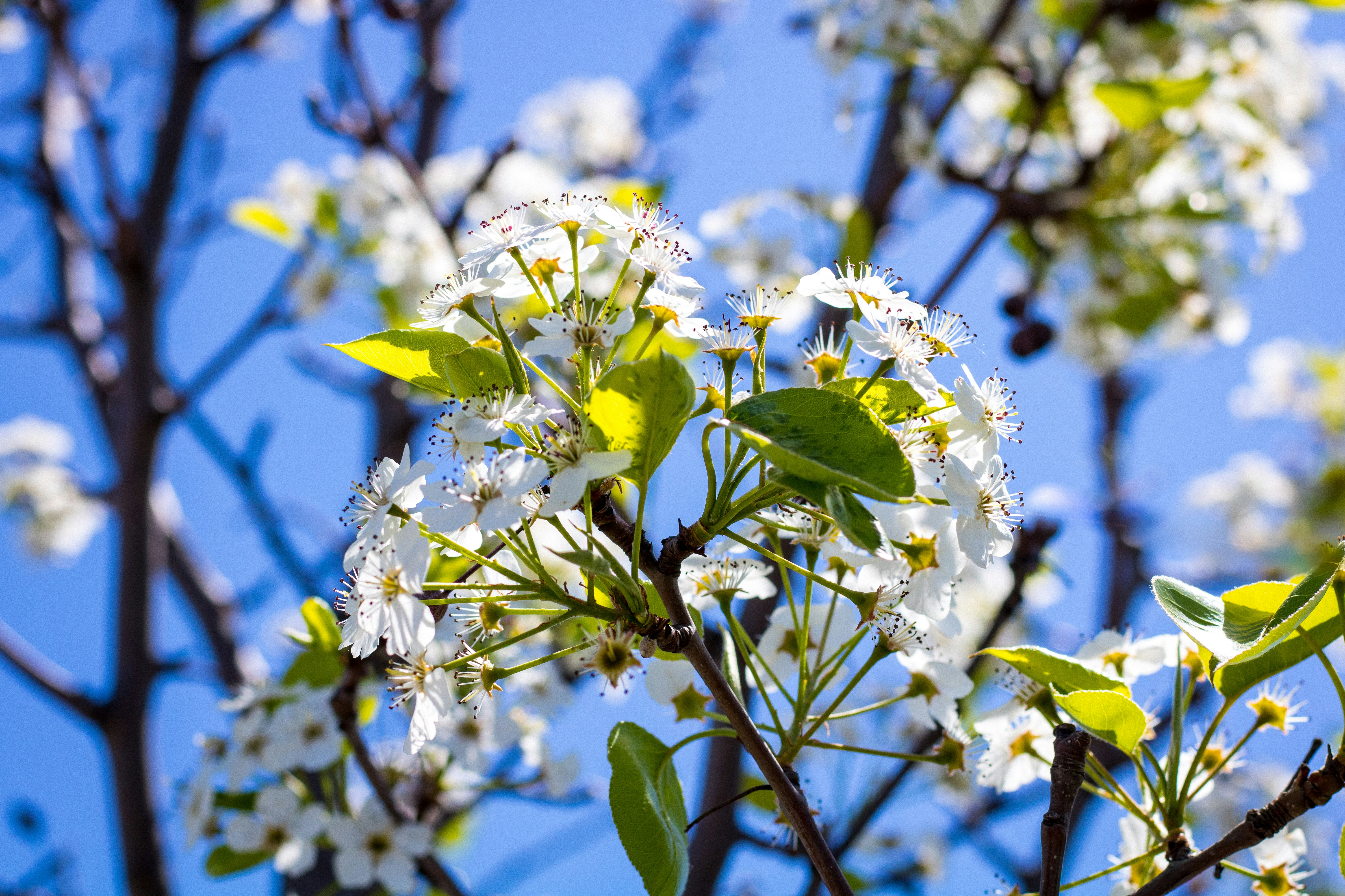 White blossoms and green leaves on a tree branch set against a bright blue sky.