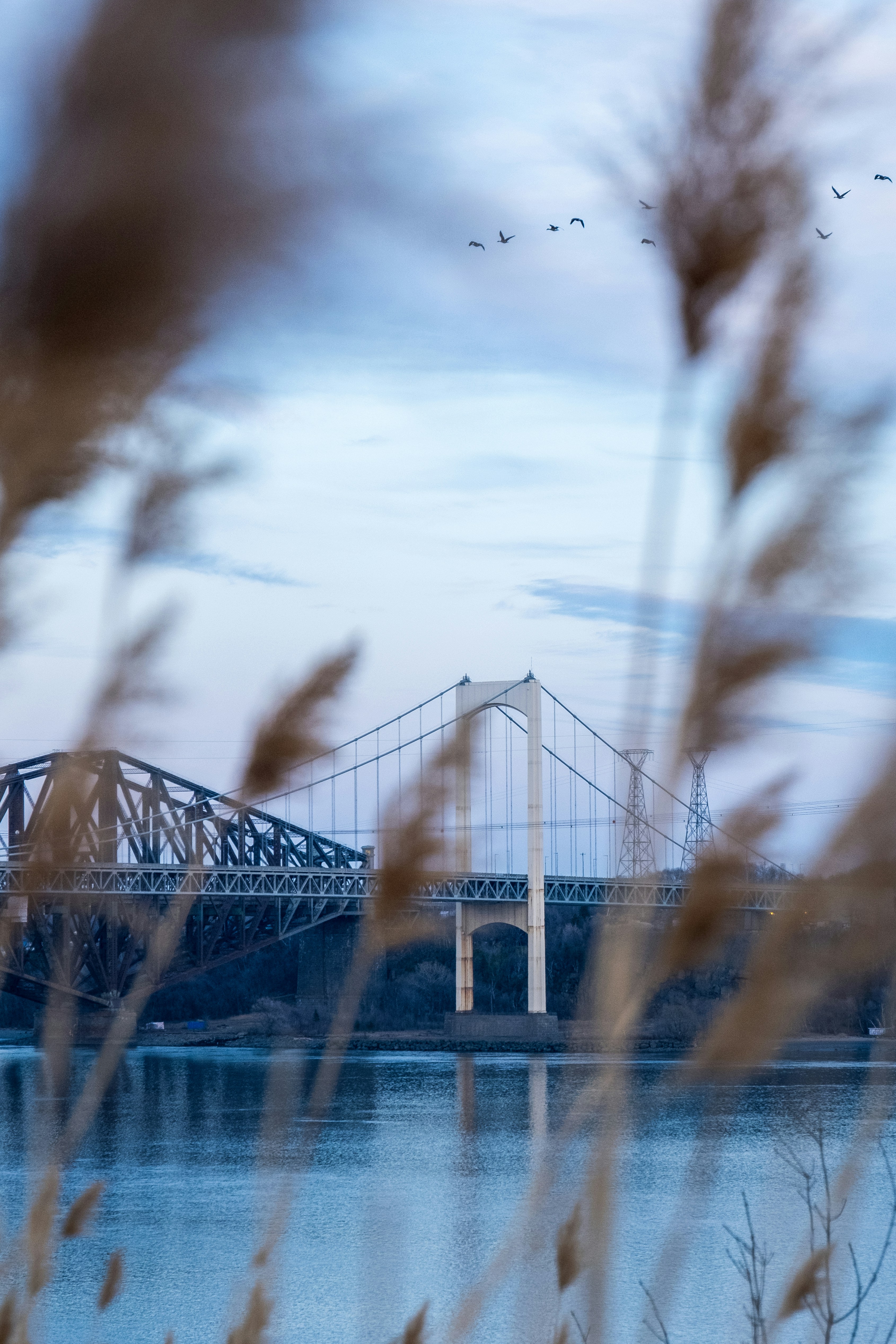 Blue Hour Suspension: Bridge Portrait Framed by Marsh Grasses