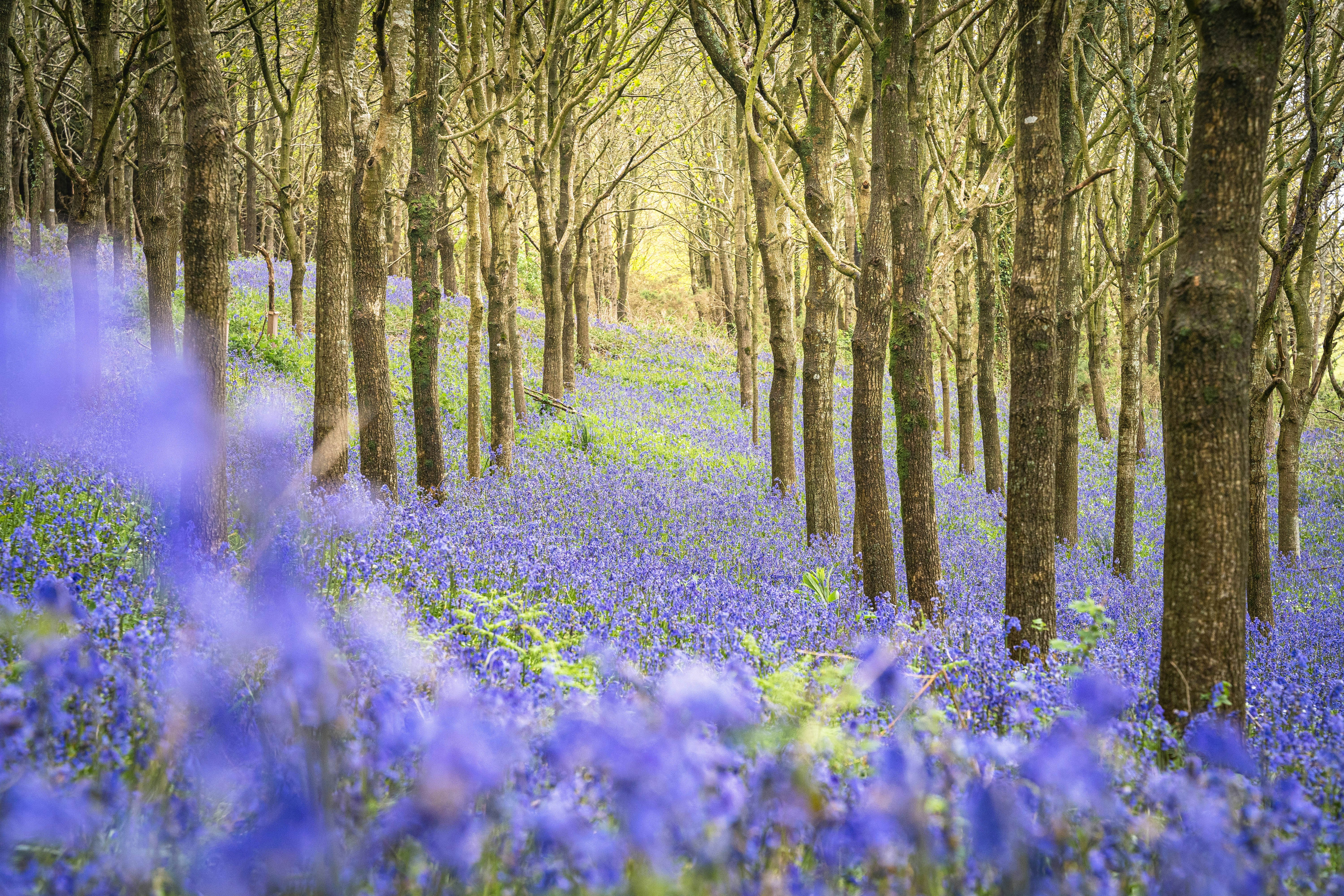 Bluebells as far as the eye can see.  | green grass field with trees