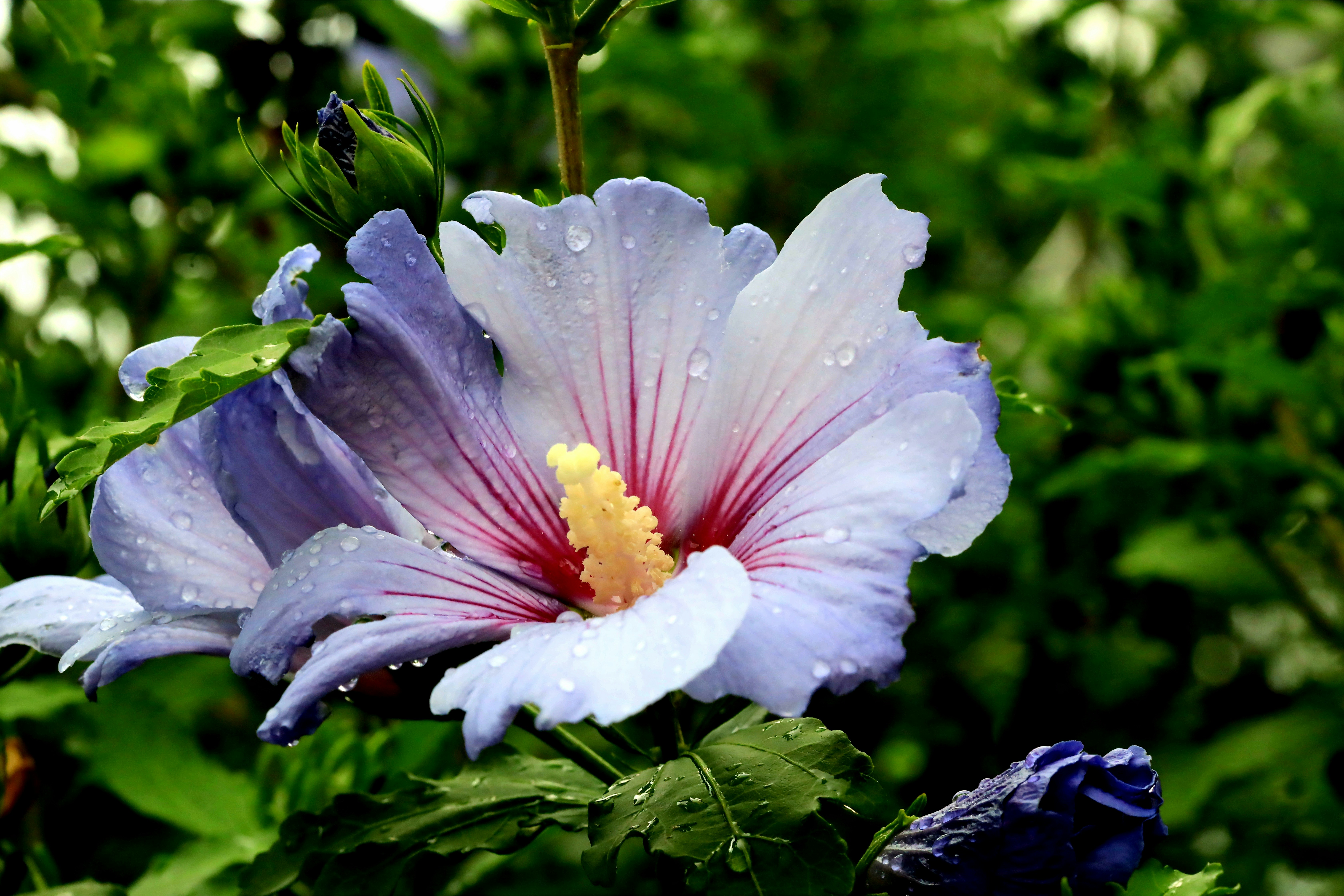 Blooming Violet Hibiscus: Dew-Covered Petals Framing a Golden Stamen