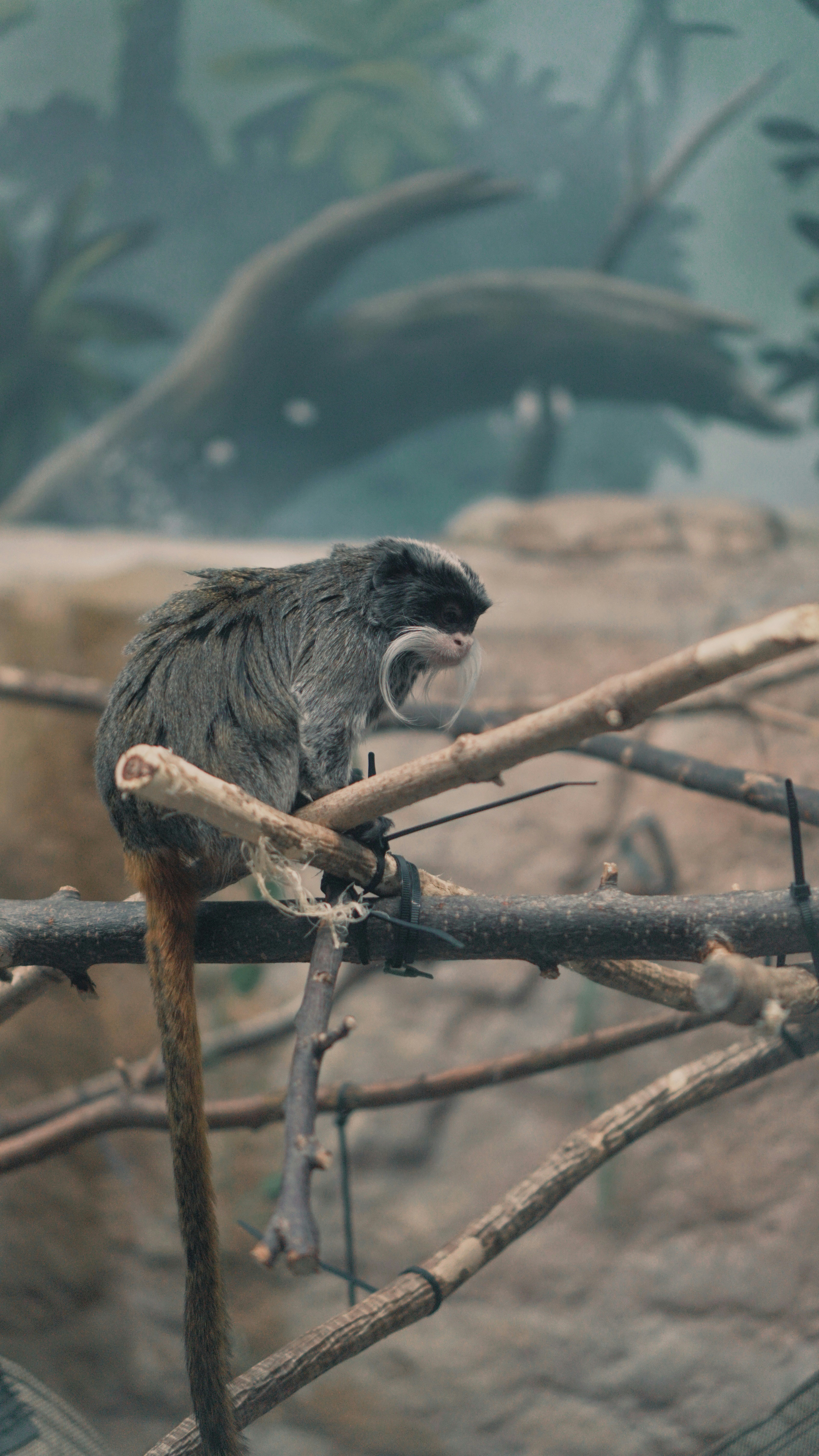 Perched Primate in Quiet Conversation with the Branches