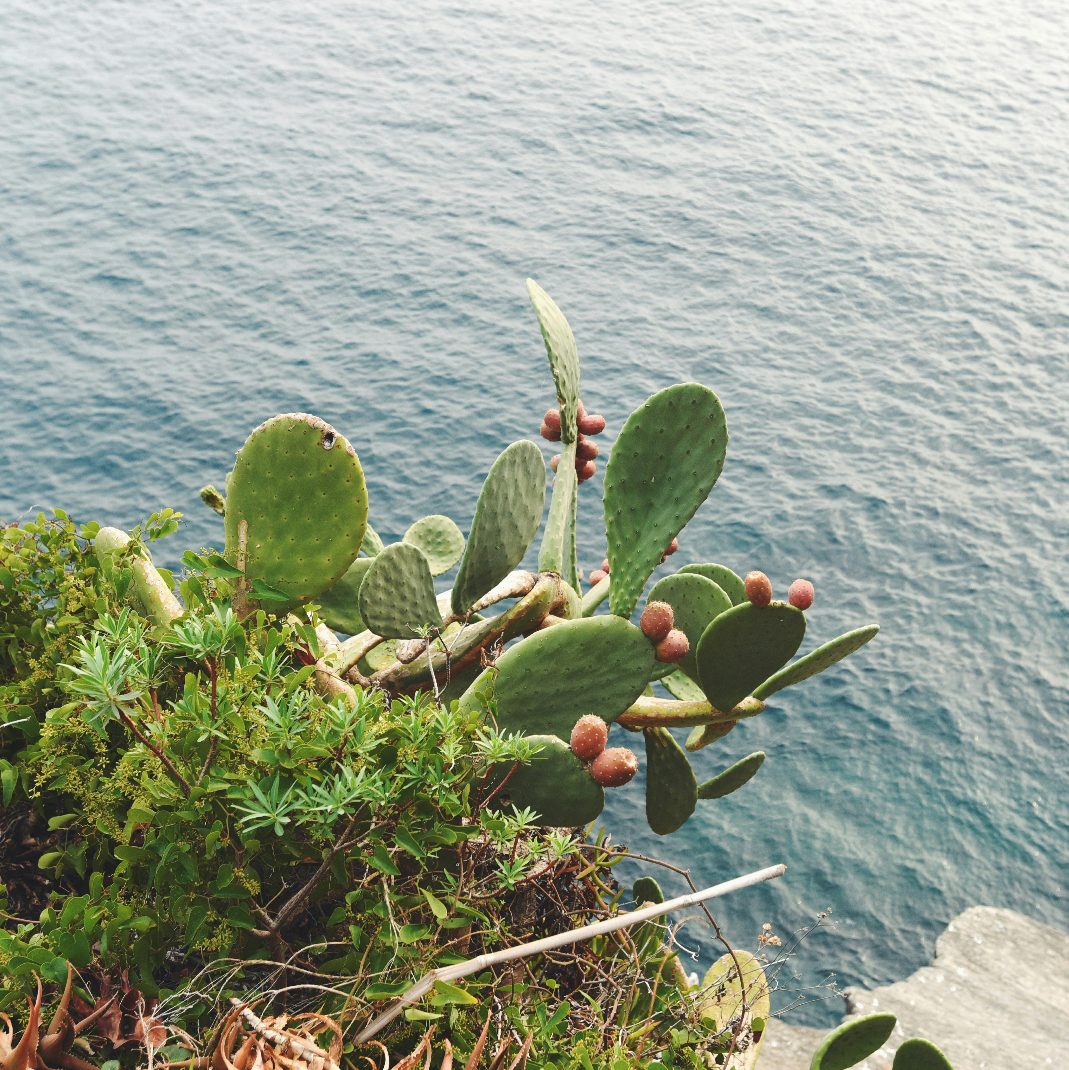Thorns and Tides: Nature's Resilient Embrace