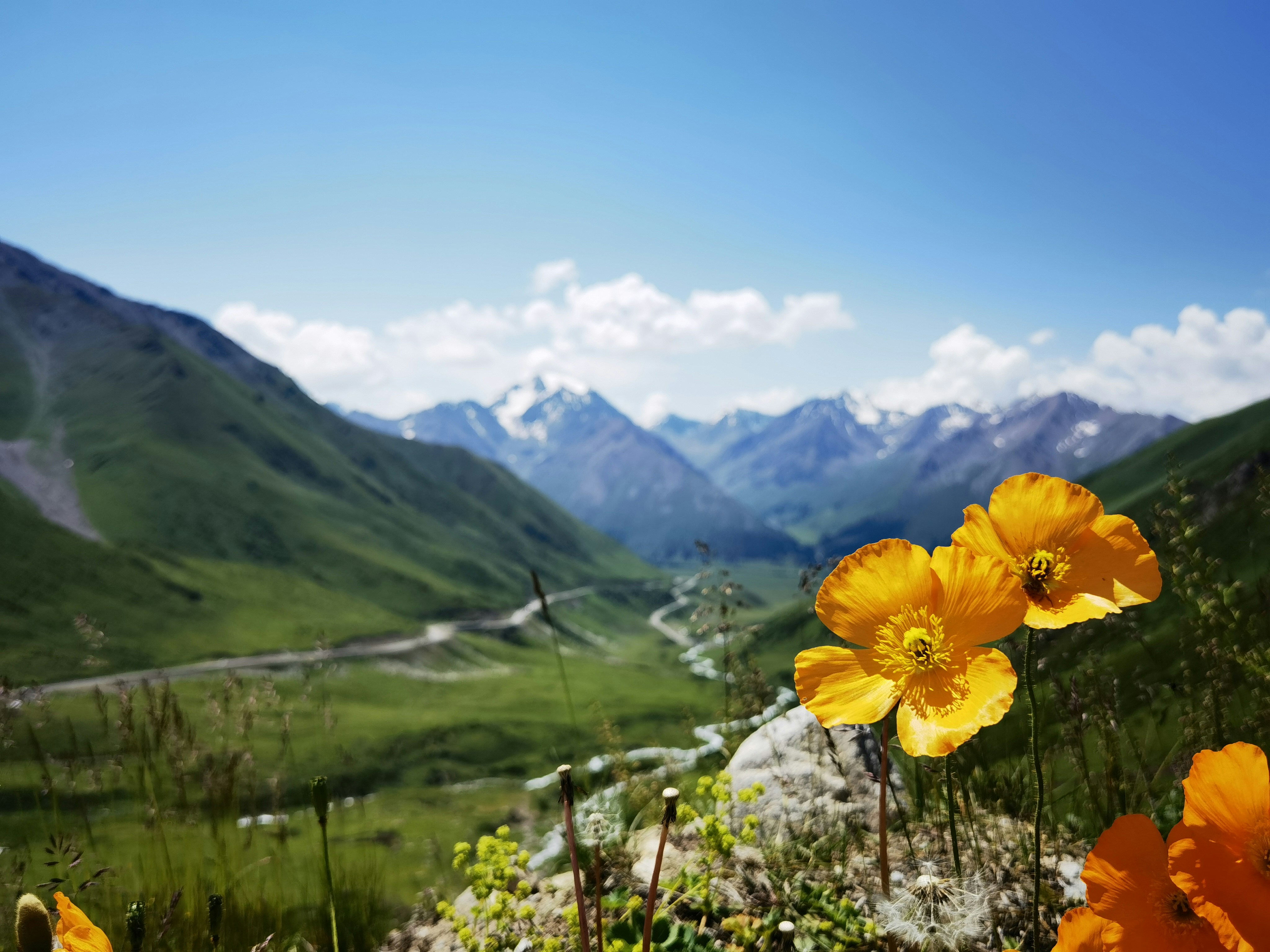 Vibrant orange flowers in the foreground with a sweeping view of green valleys and snow-capped mountains in the background.