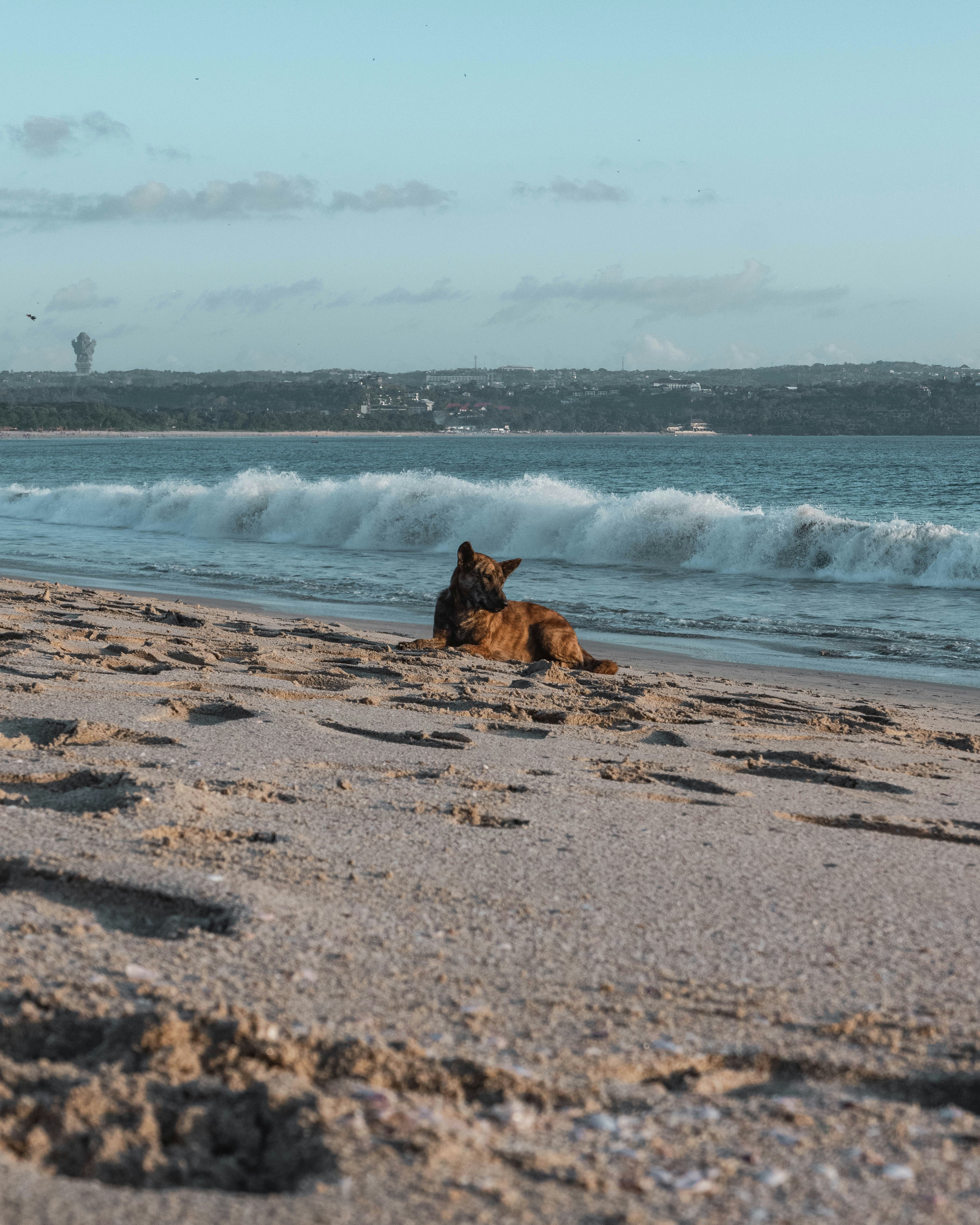 A dog lounging on a sandy beach, gazing at the gentle waves lapping the shore under a serene sky.