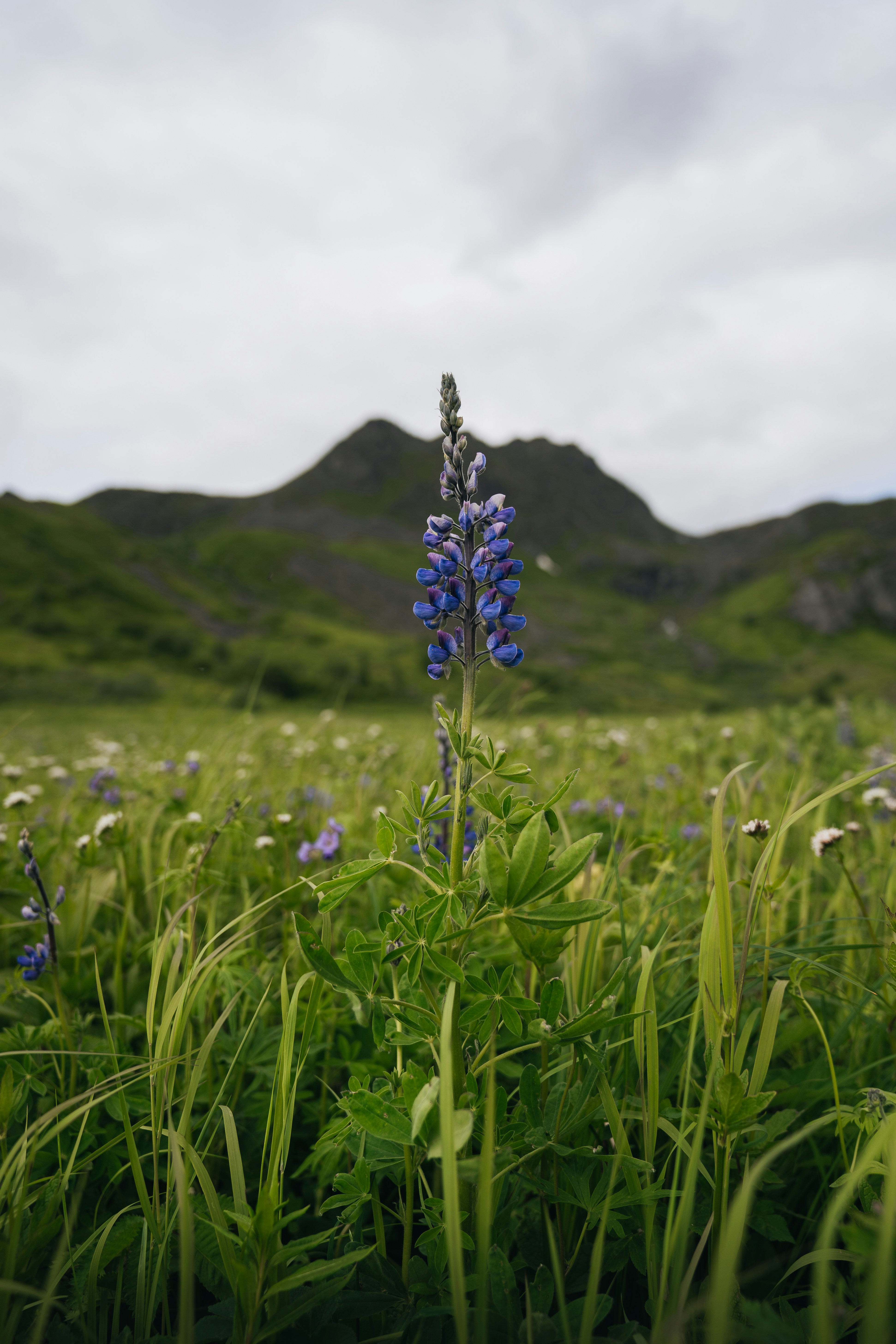 Blue Lupine Against a Mountain Backdrop in a Meadow