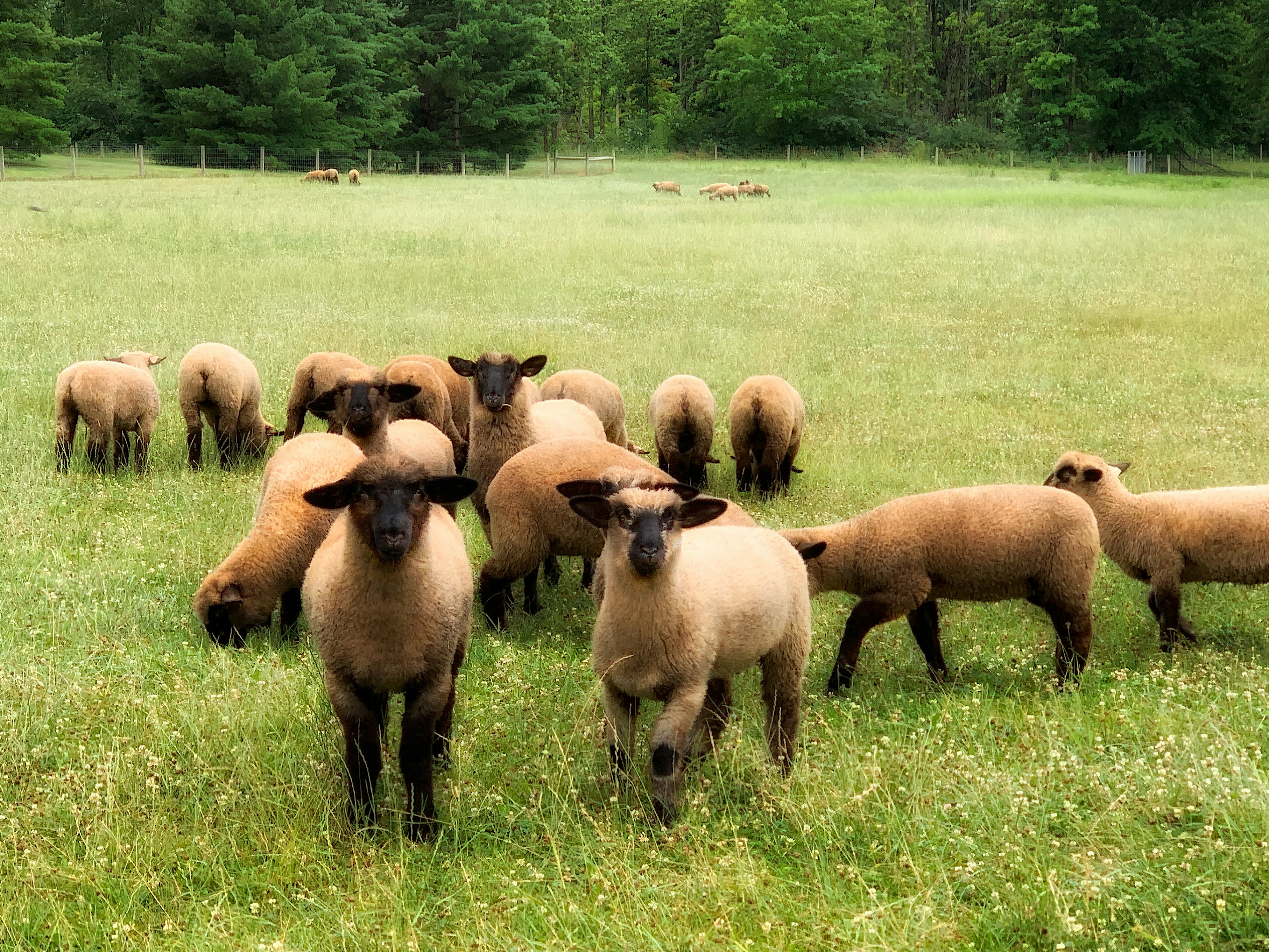 Dappled Meadow Flock: Brown Sheep Gaze in a Sunlit Pasture