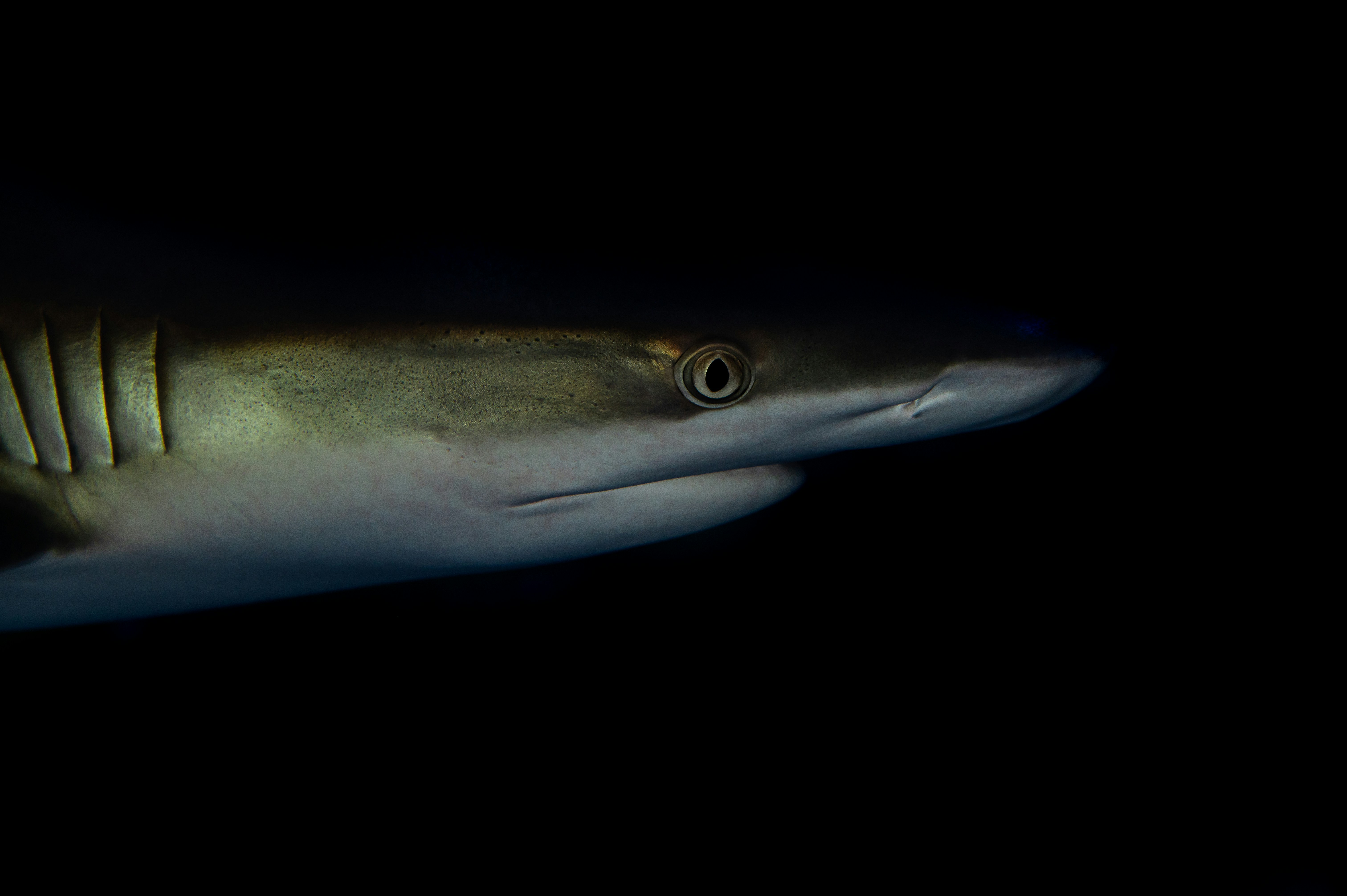 Sliver of a Shark: A Glimpse into the Darkness