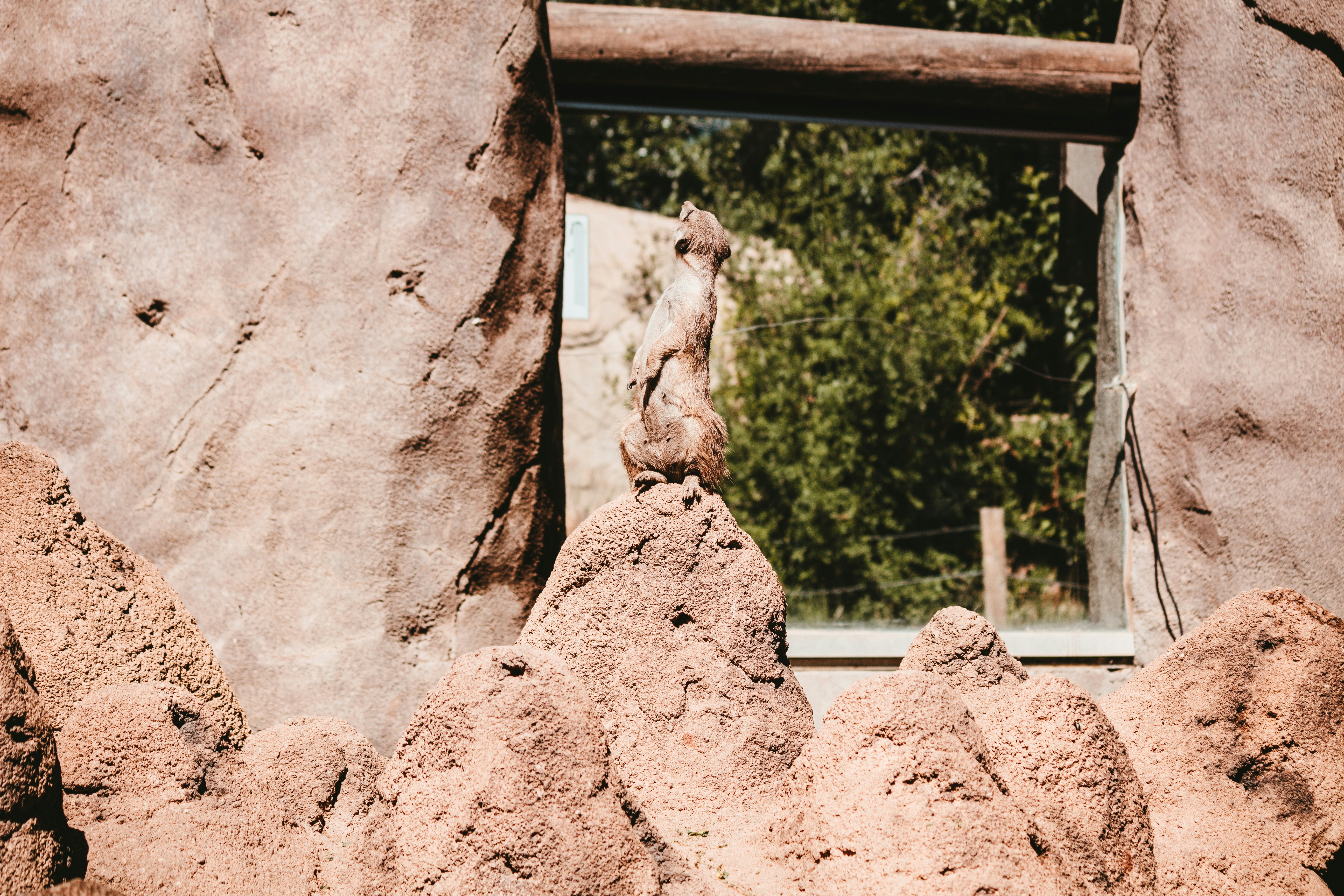 Meerkat looking up at the Cheyenne Mountain Zoo.