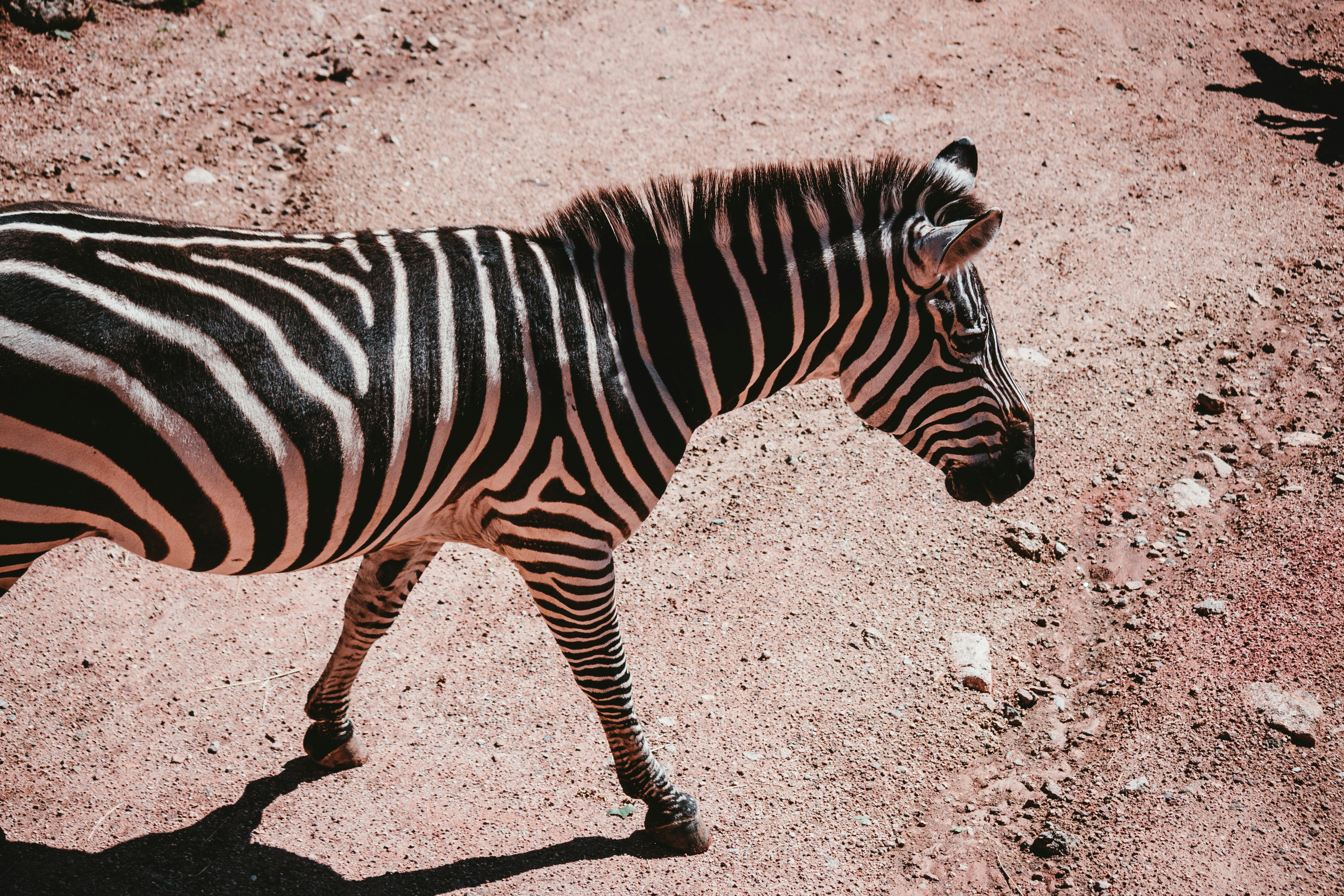 Desert Stripes: Zebra Steps Through Sundrenched Red Earth