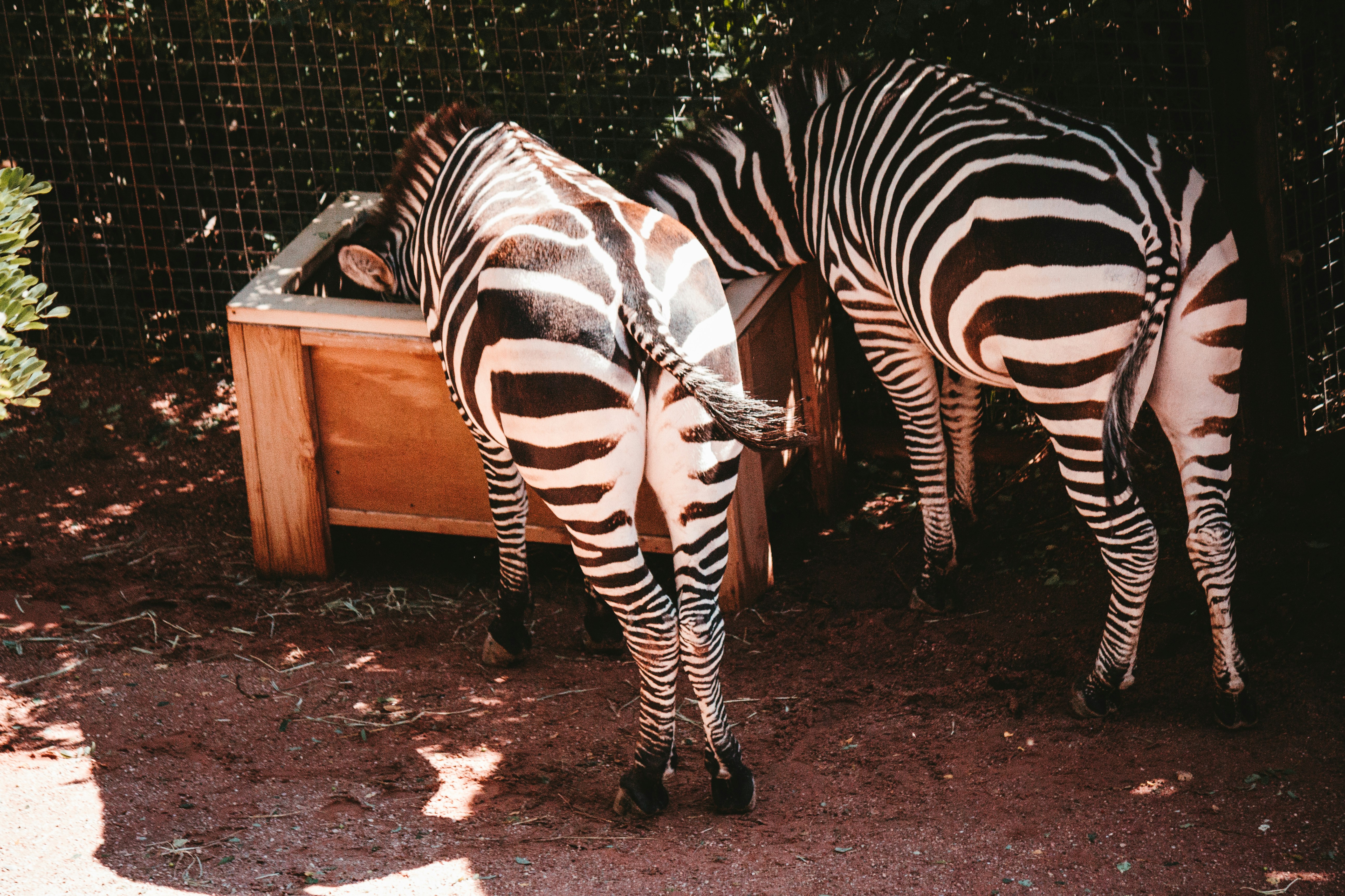 Two zebras exploring a feeding station, showcasing their distinctive black and white stripes against a natural backdrop.