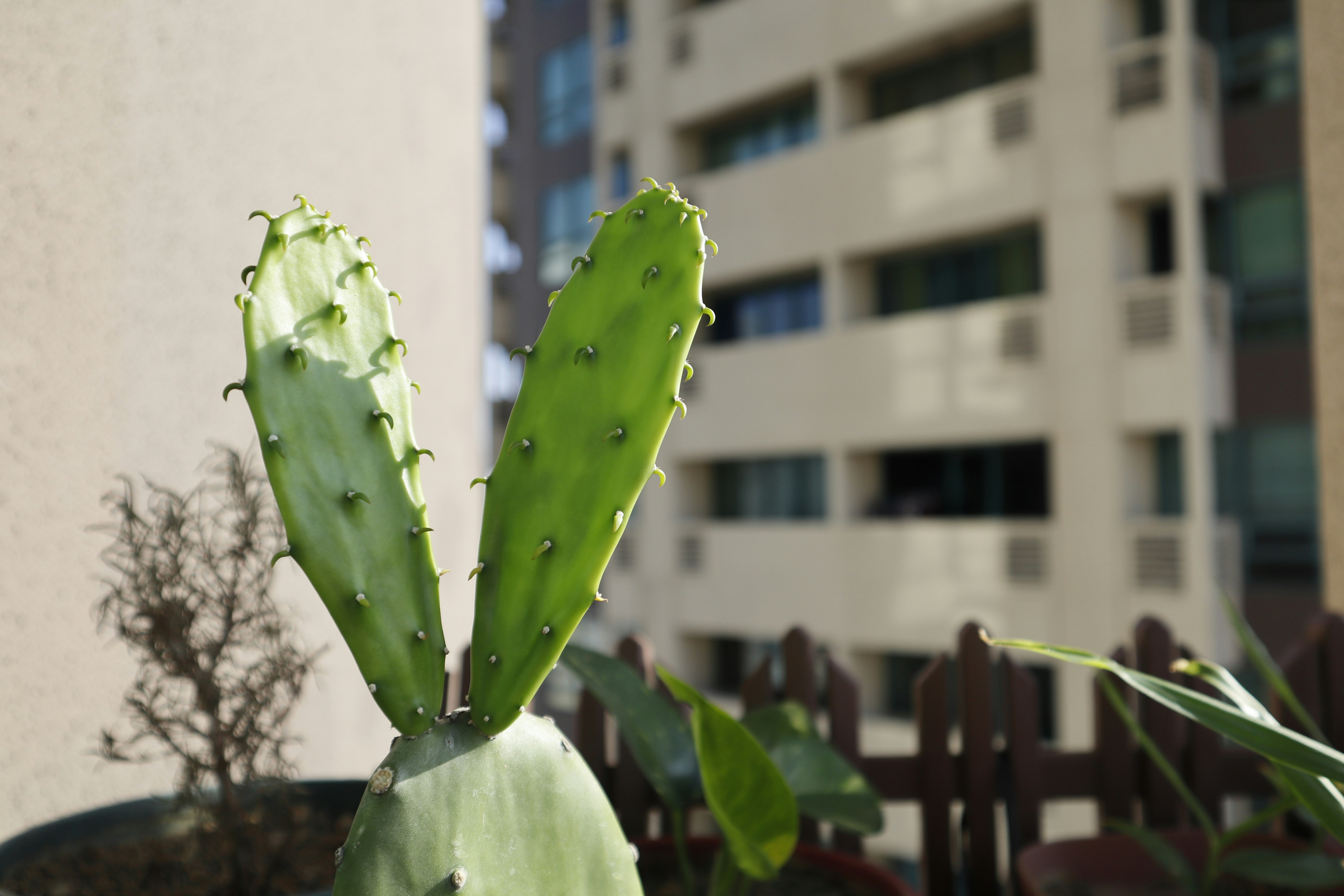 green cactus in front of white concrete building during daytime
