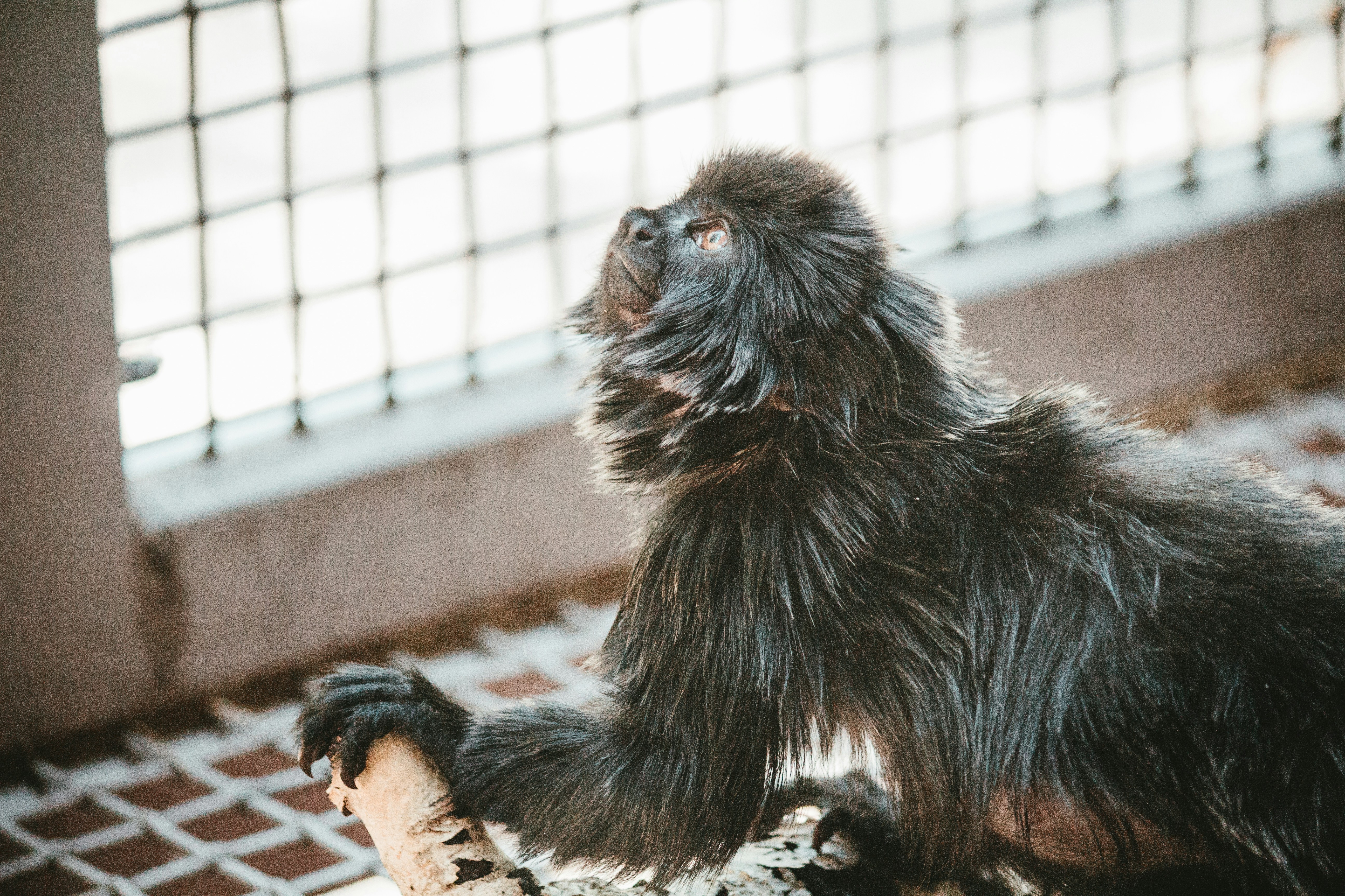 Glimpse Through the Grille: Wet Capuchin Faces the Light