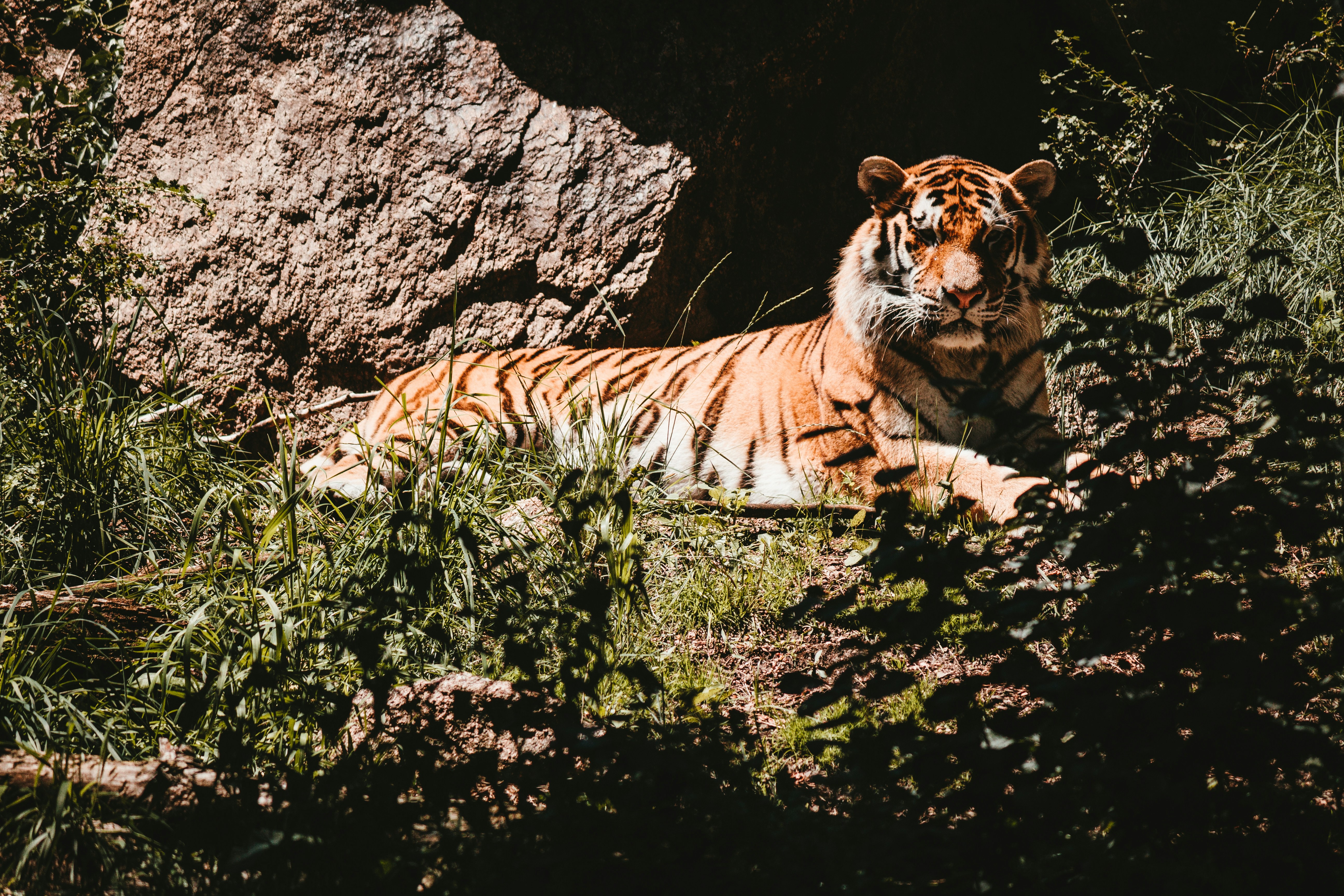 Tiger lying on ground beside green grass during daytime photo – Free ...