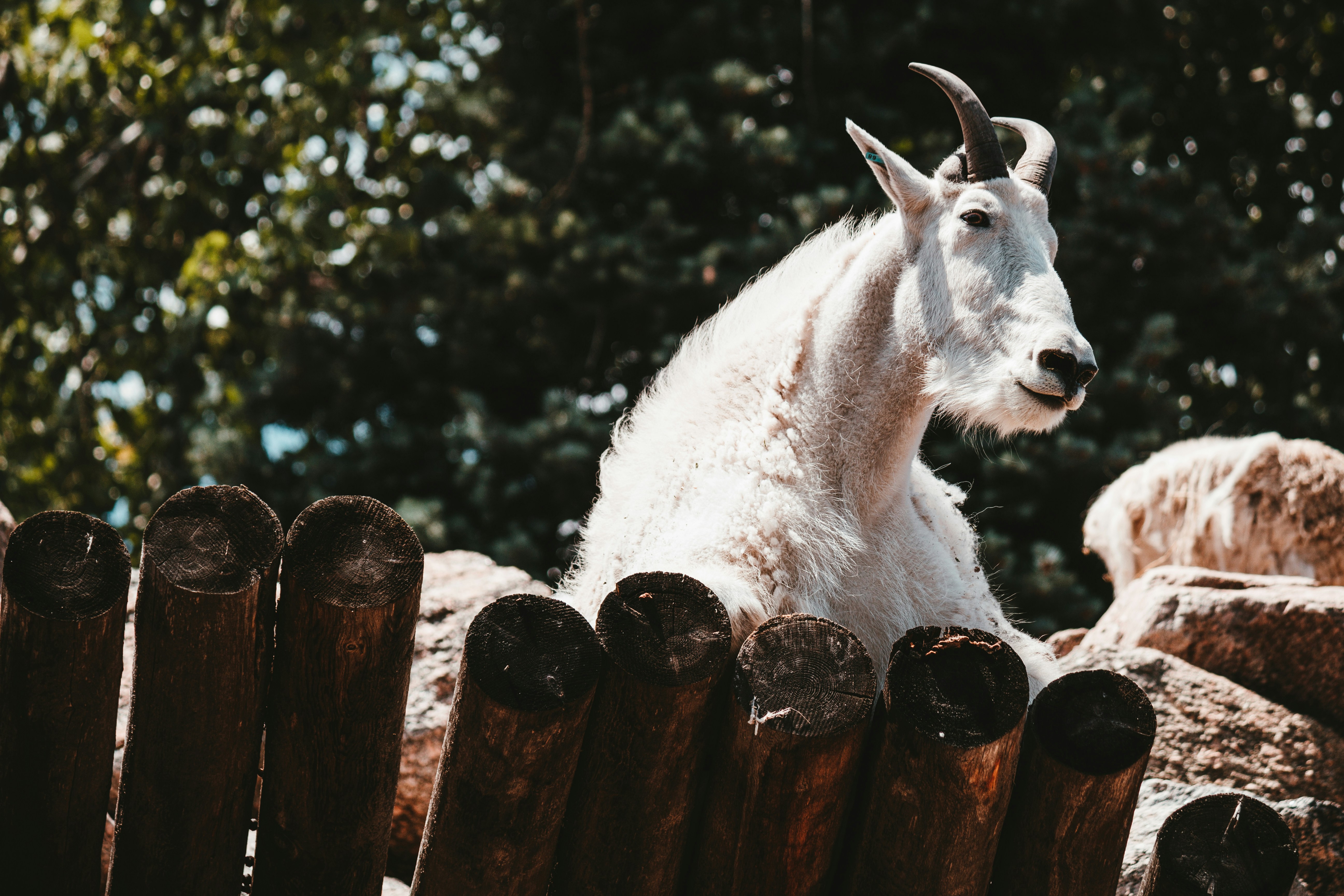 A mountain goat perched atop a wooden barrier, showcasing its impressive horns and serene expression against a backdrop of lush greenery.