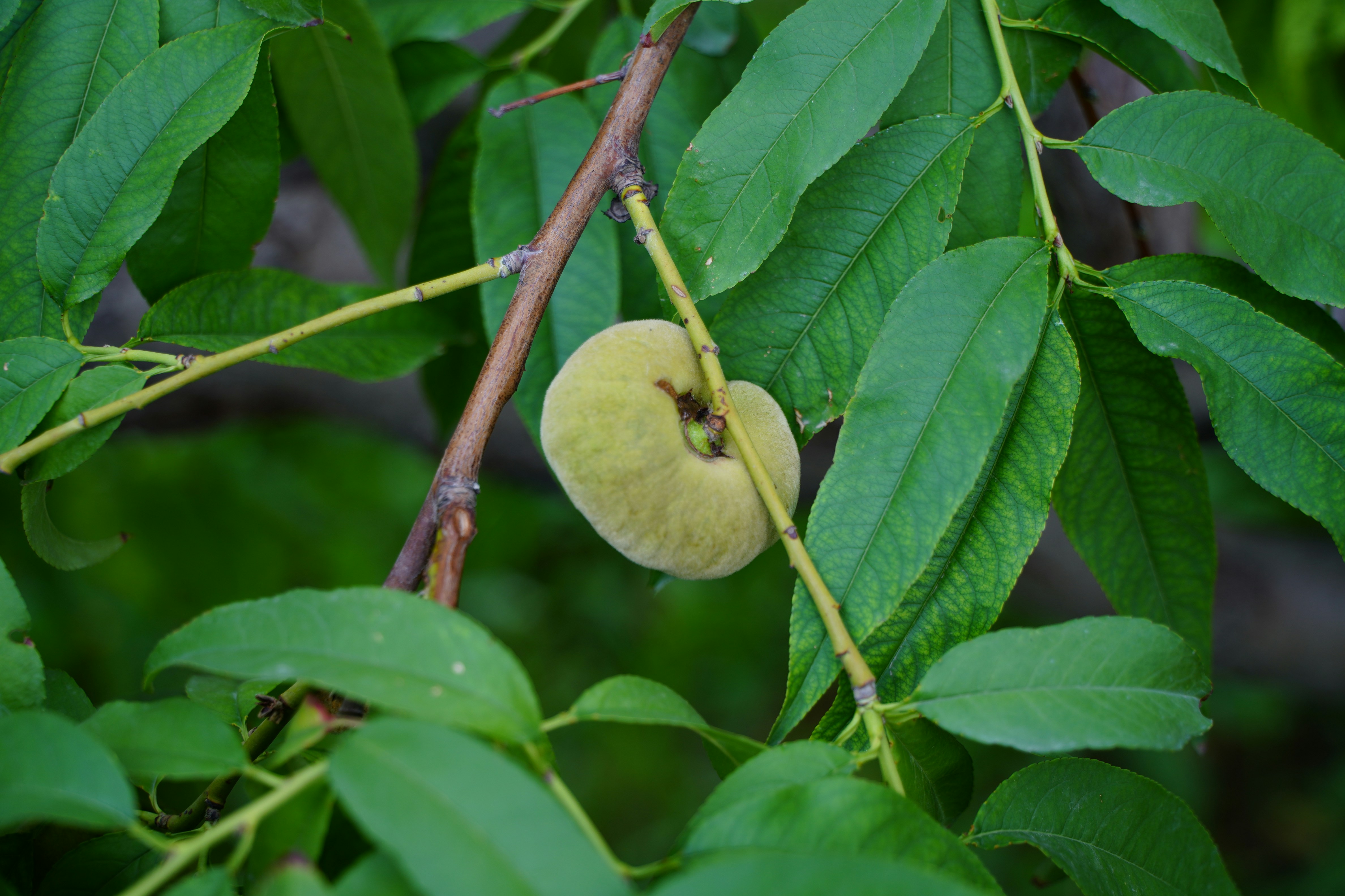 A ripening peach nestled among vibrant green leaves, showcasing the beauty of nature's bounty.
