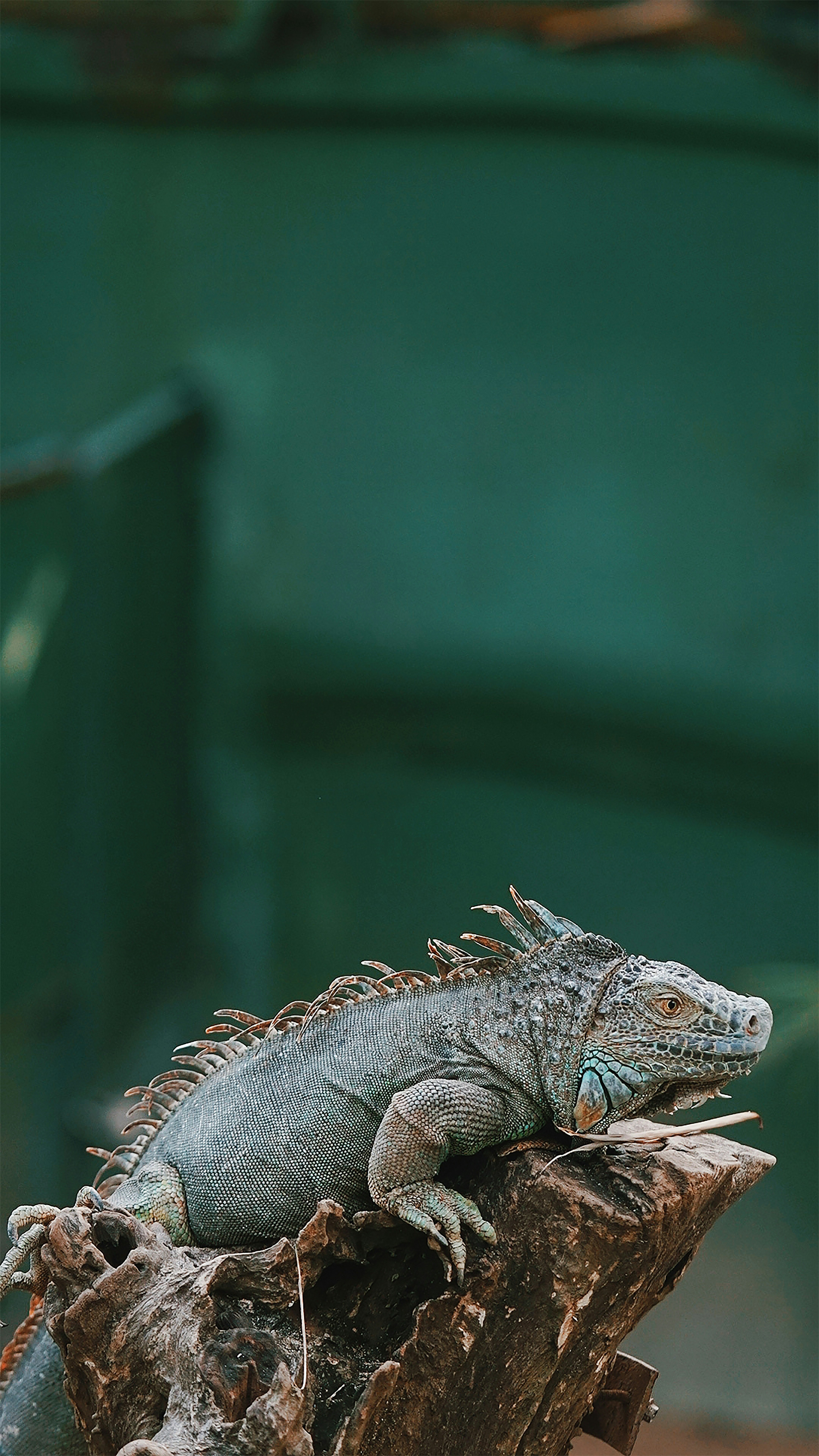 Iguana resting on a weathered log, showcasing its vibrant scales against a muted green background.