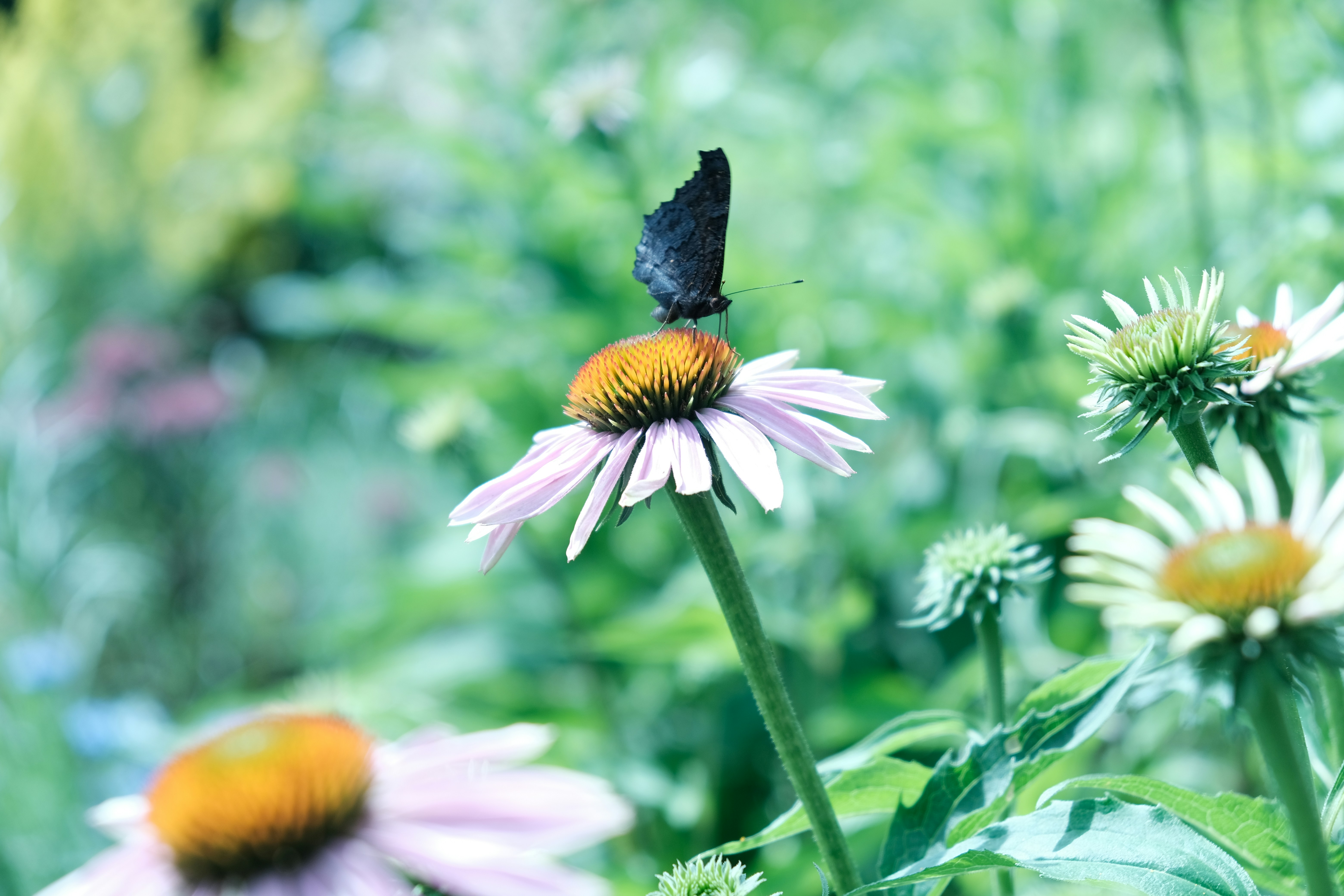 Vraja Kishor das (@vkd108) | Comunidade de fotos da Unsplash