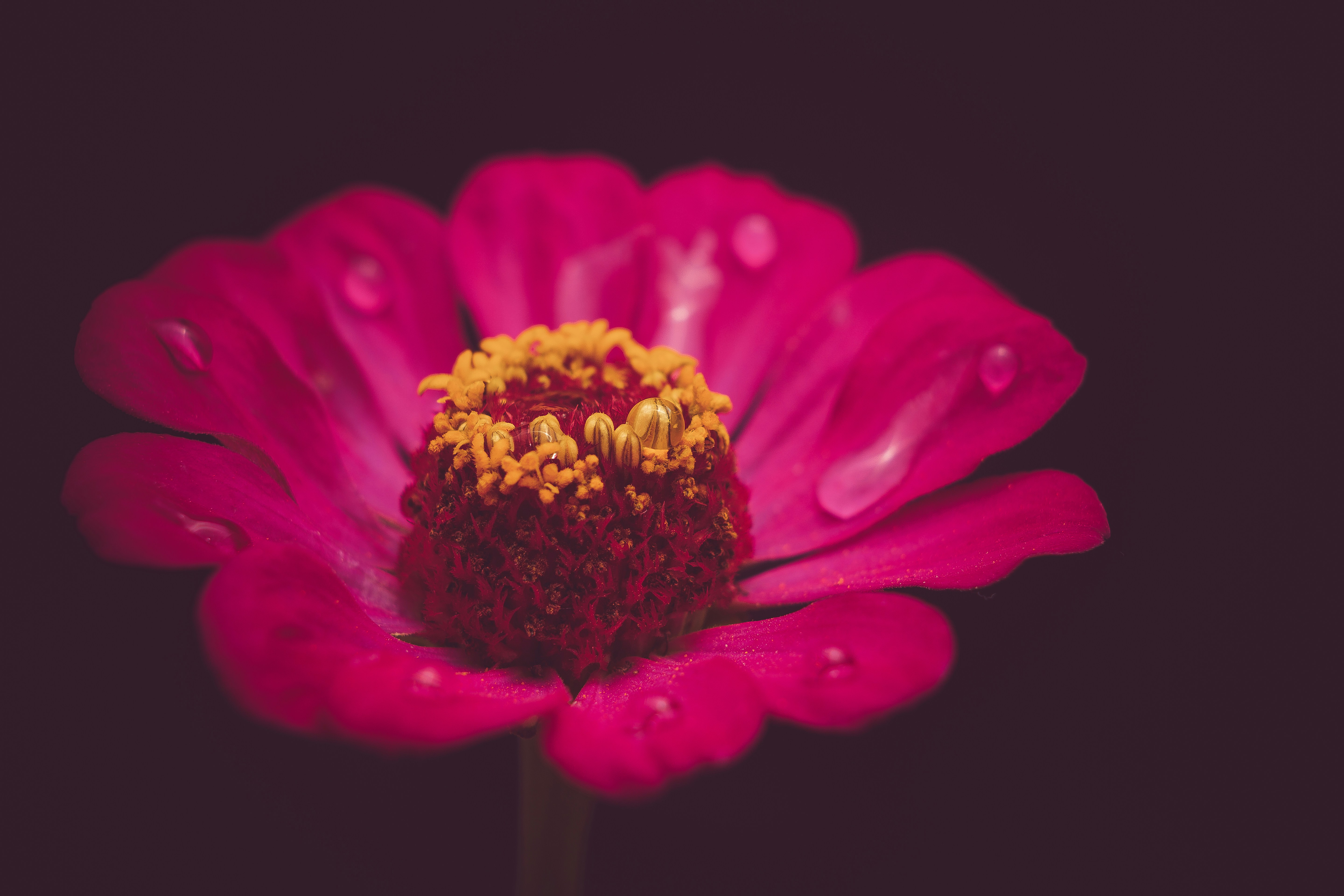Crimson Bloom: Close-Up of a Pink Zinnia’s Center